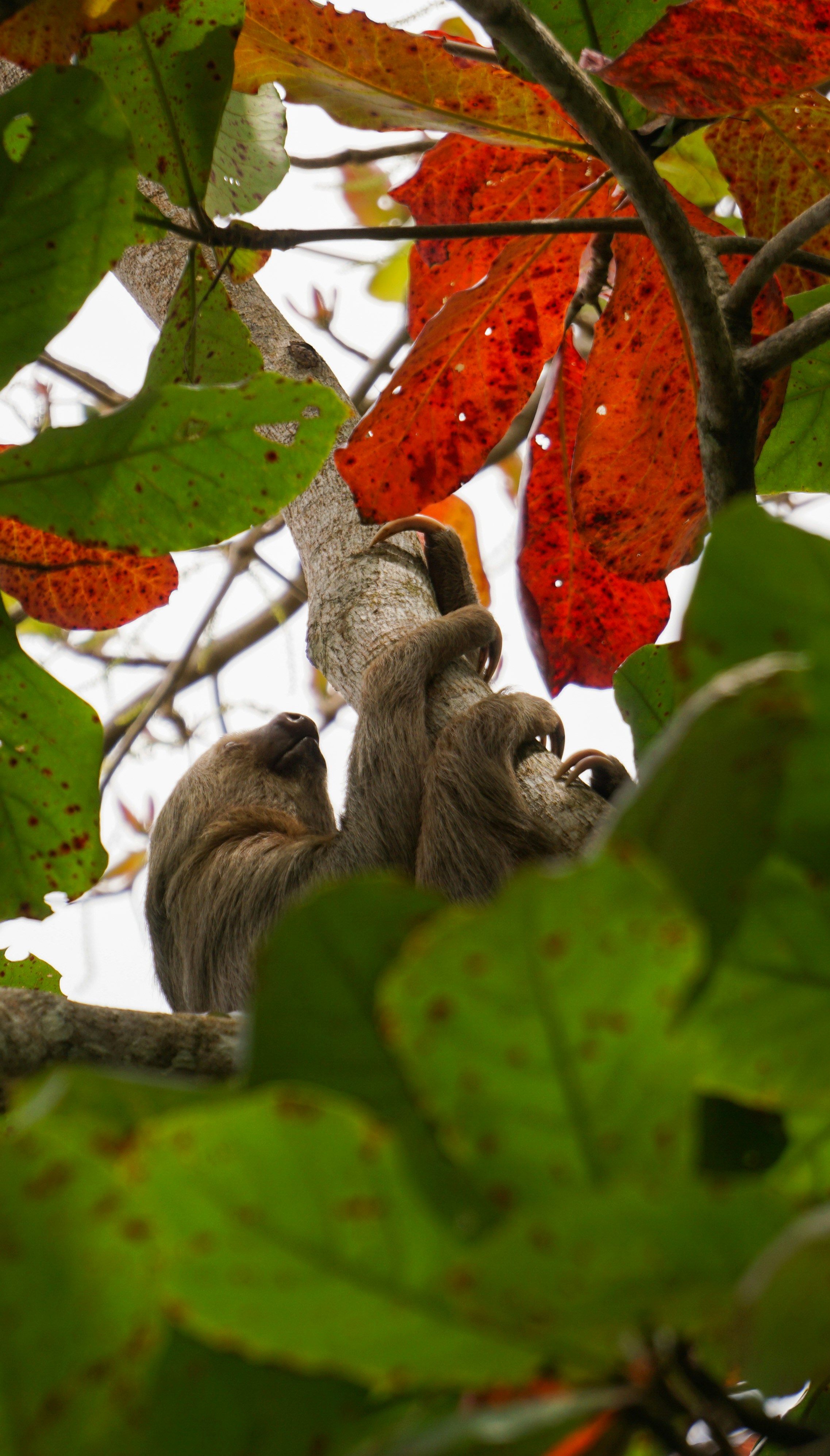 Autumn Canopy Trio: Orangutans Cling to a Branch
