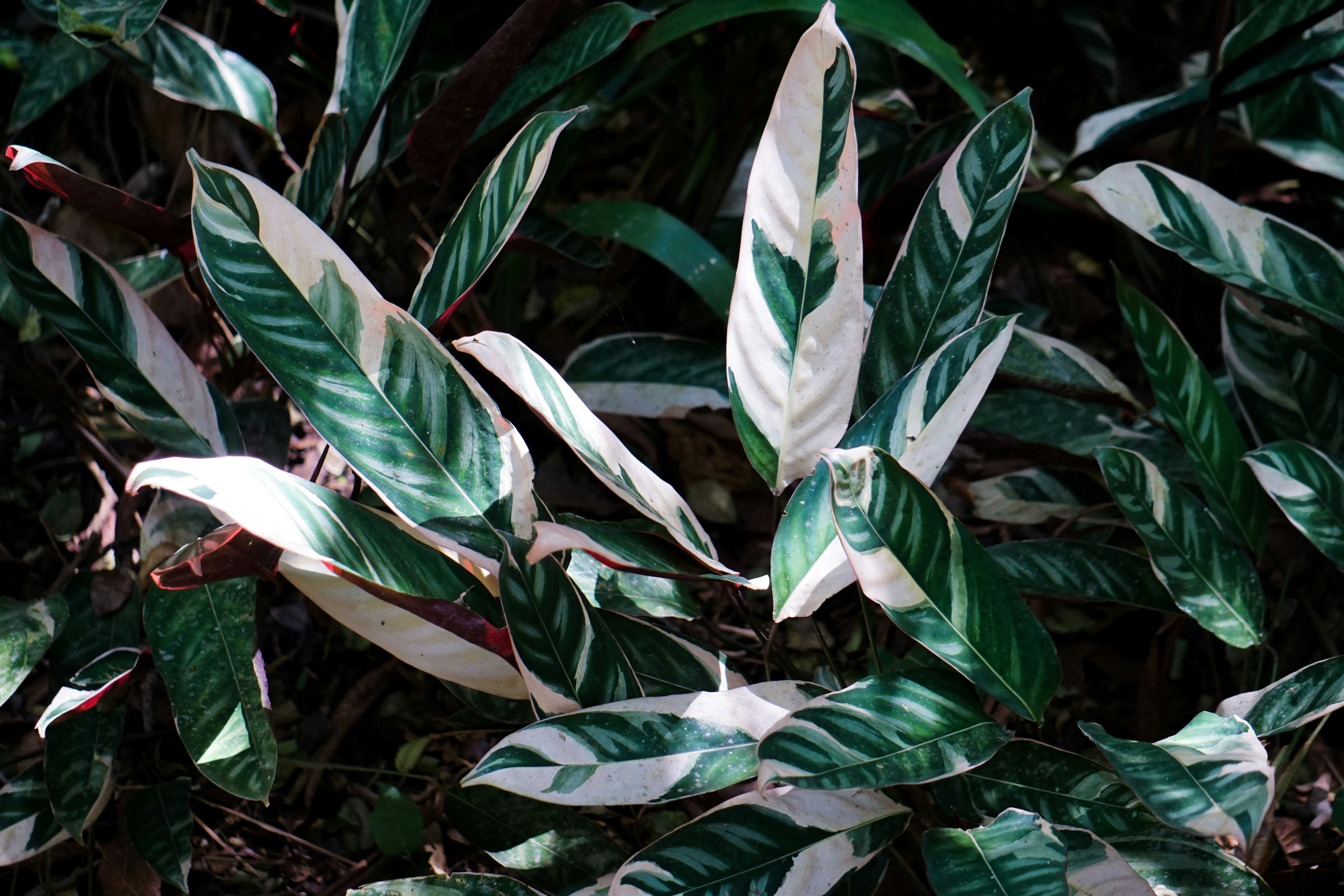 Verdant Symphony: Leaf Patterns