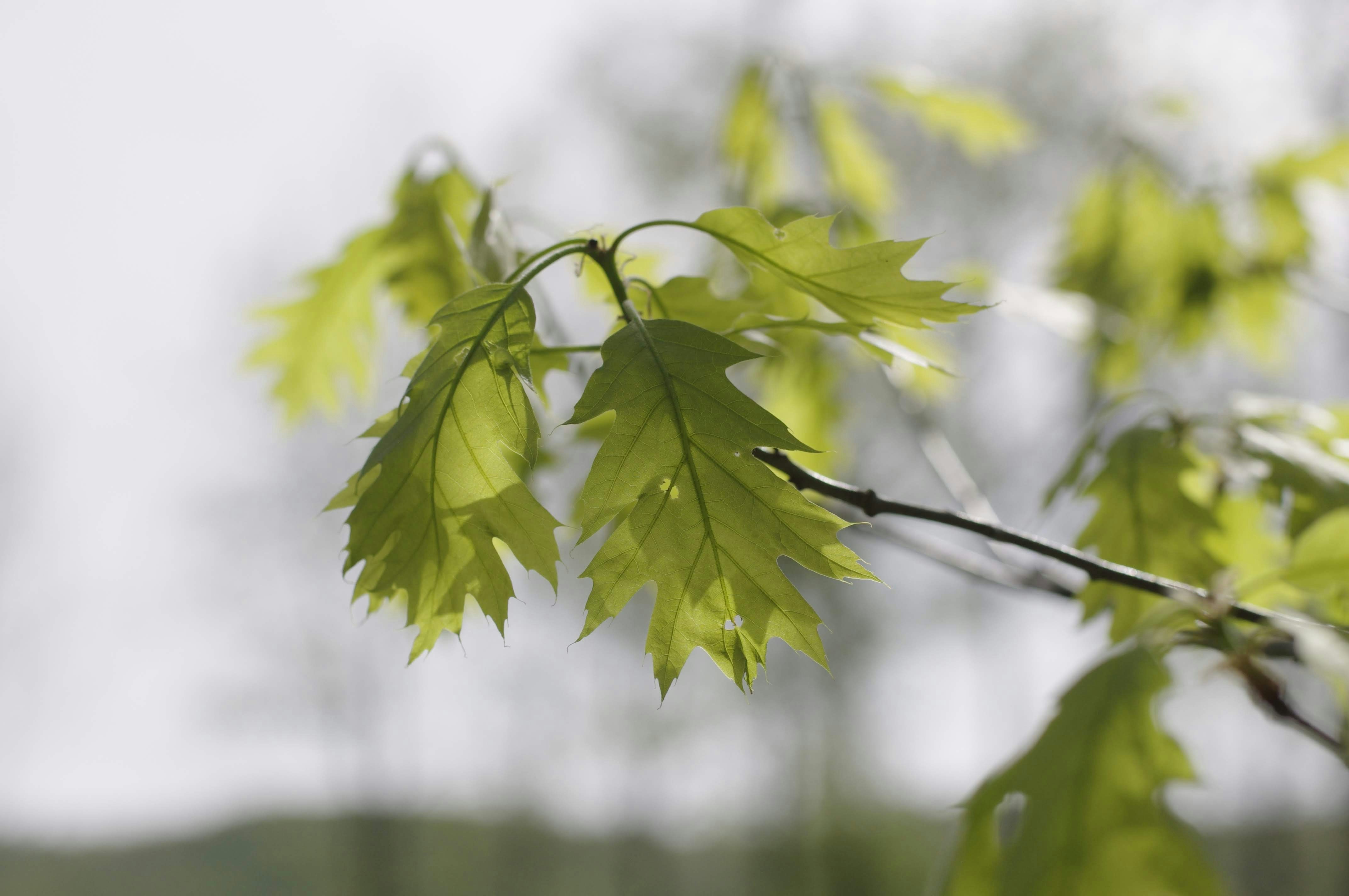 Close-up photograph of bright green maple-like leaves on a slim branch with shallow depth of field and a soft, blurred background.