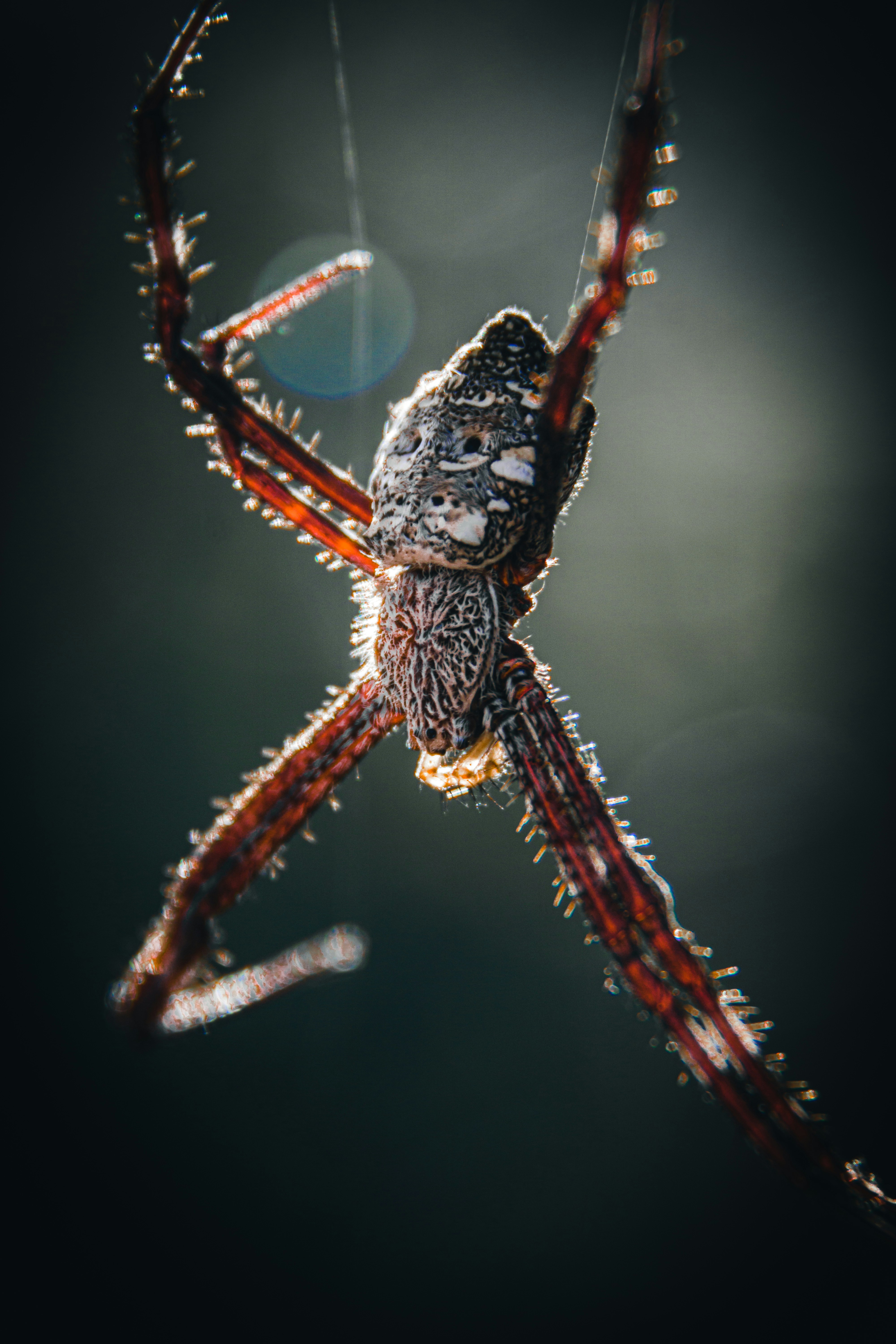 Backlit Orb-Weaver on a Thorn: A Macro Portrait of Spiky Texture and Light