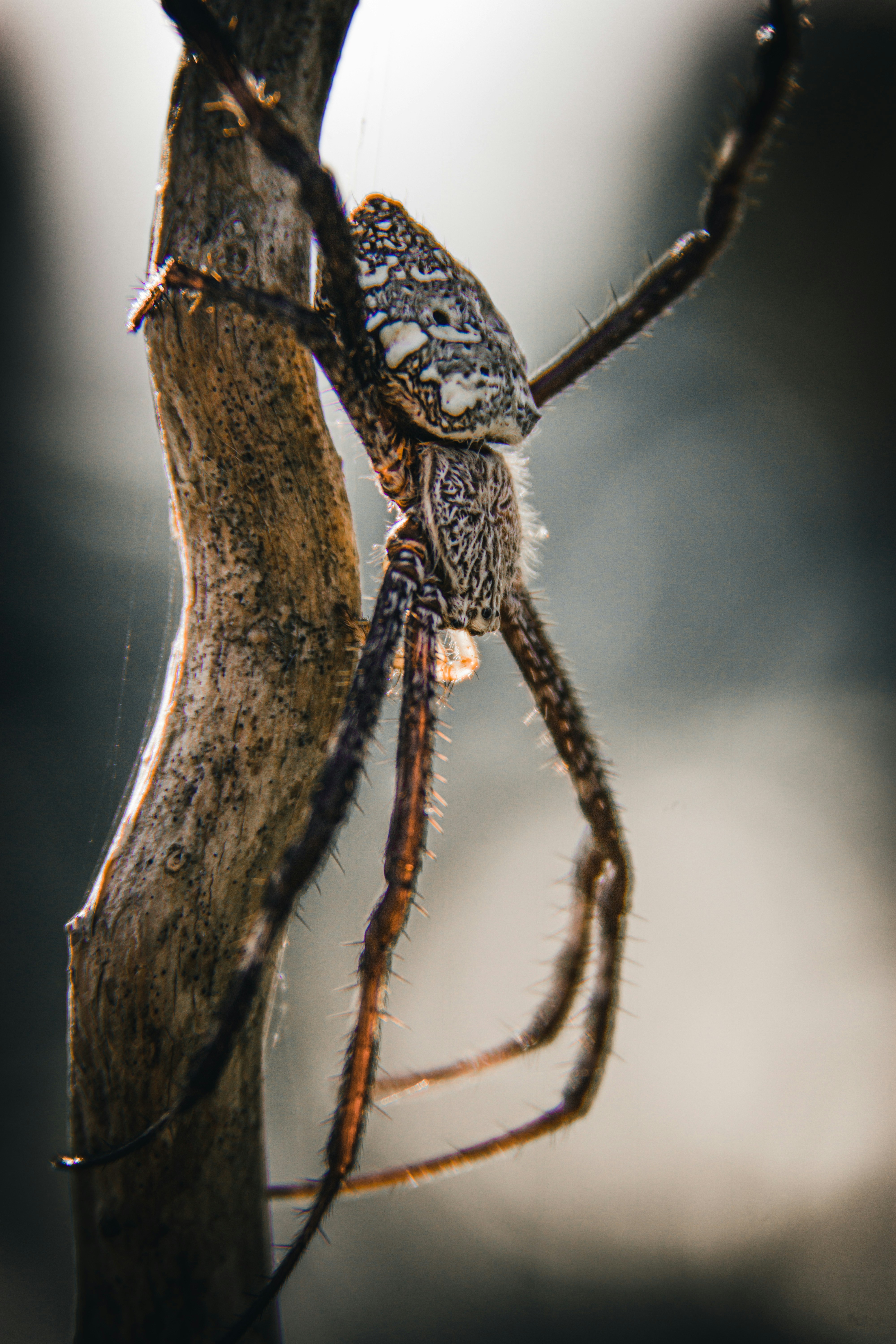 brown and black spider on brown tree branch