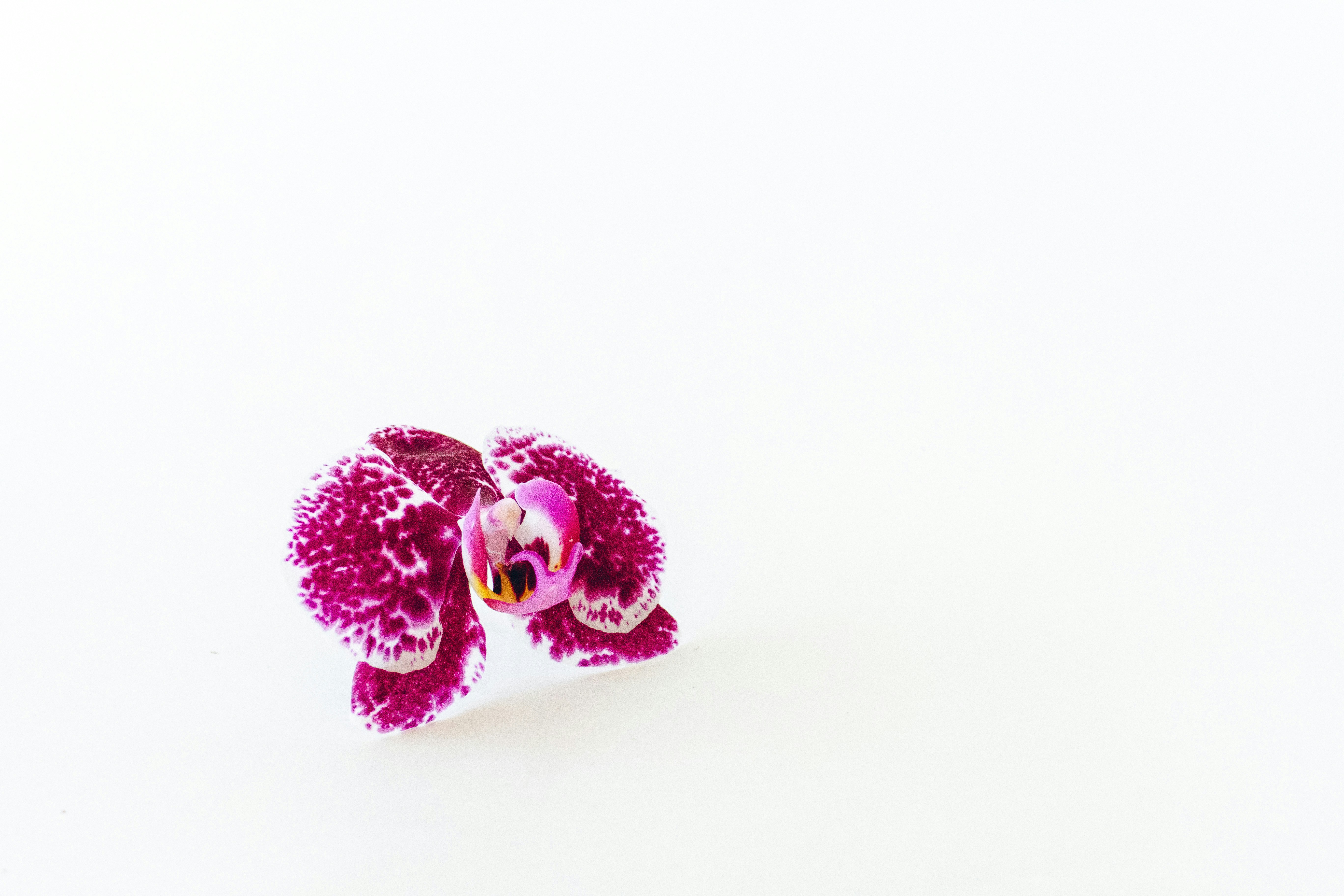 Purple orchid flower on a white background. Great background for a social post or an image for a blog post.