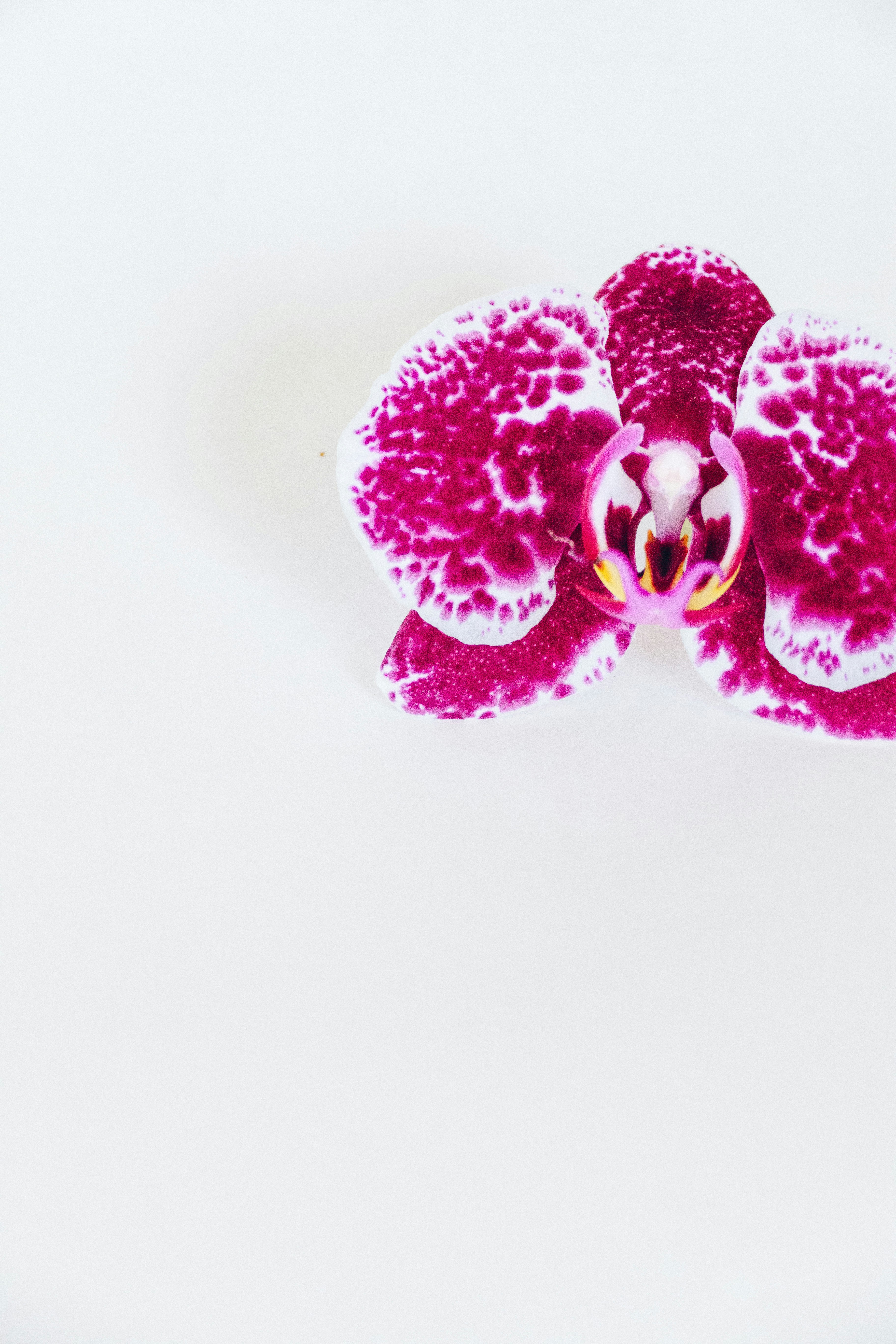 Purple orchid flower on a white background. Great background for a social post or an image for a blog post.