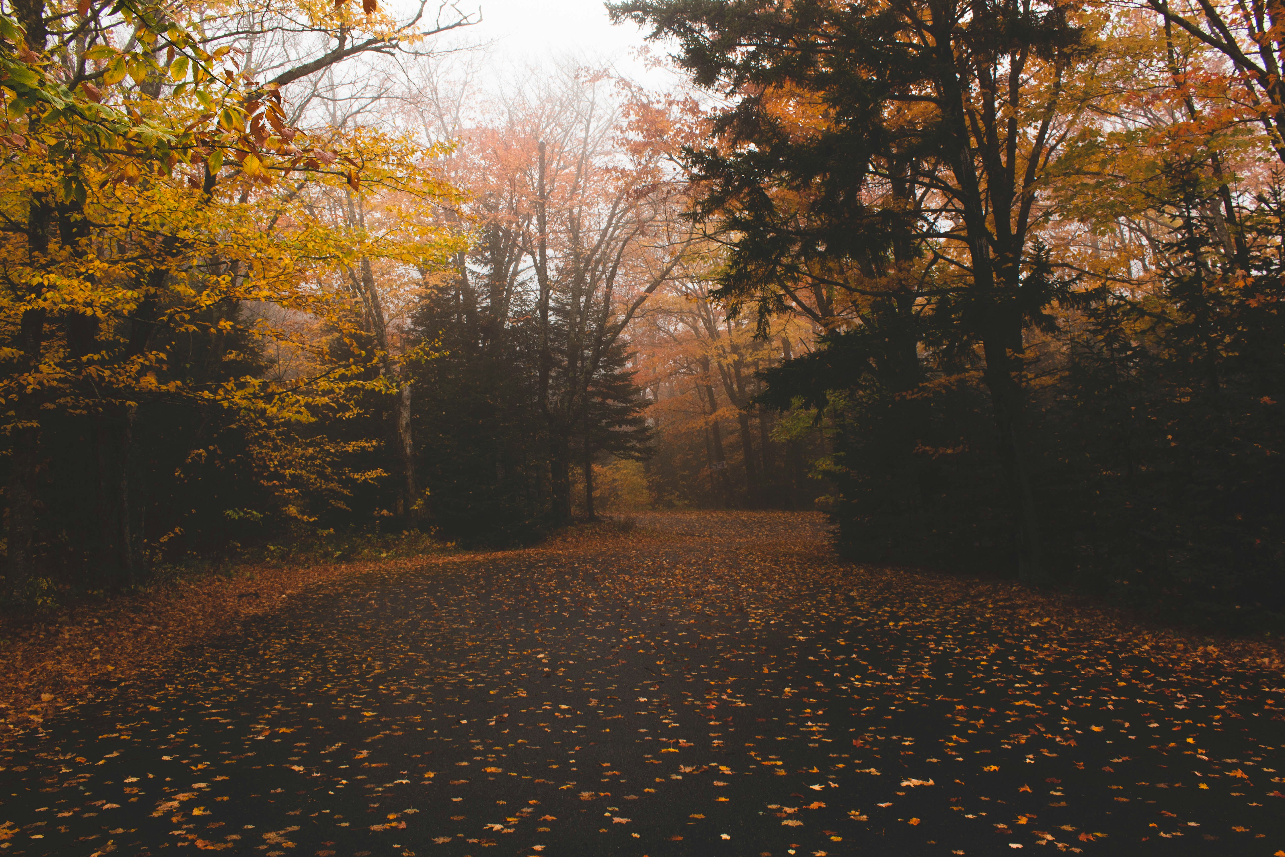 Arbres bruns sur sol brun photo – Photo Vermont Gratuite sur Unsplash