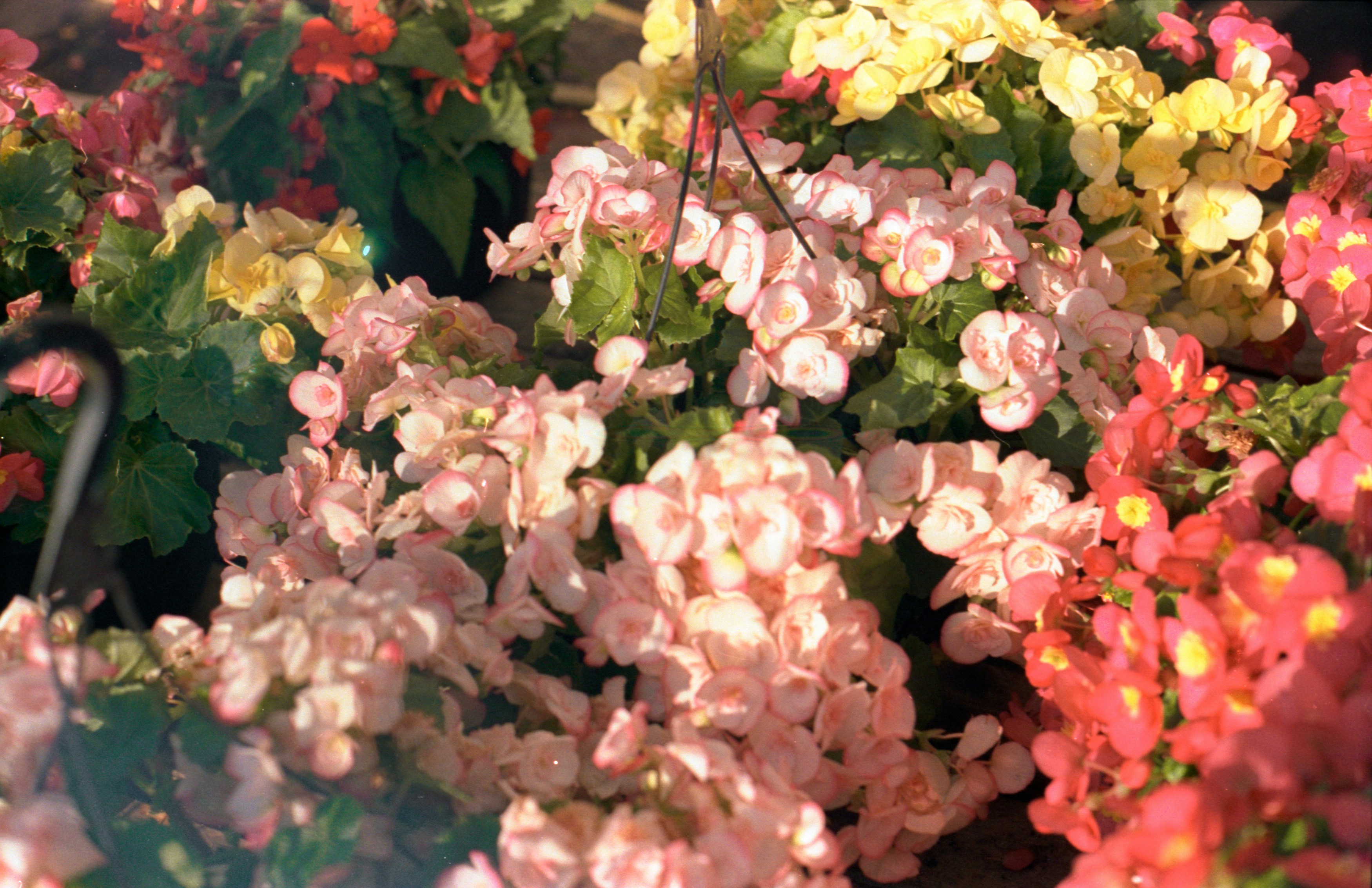 Vibrant clusters of begonias in shades of pink, yellow, and red create a lively floral display, showcasing nature's artistry.