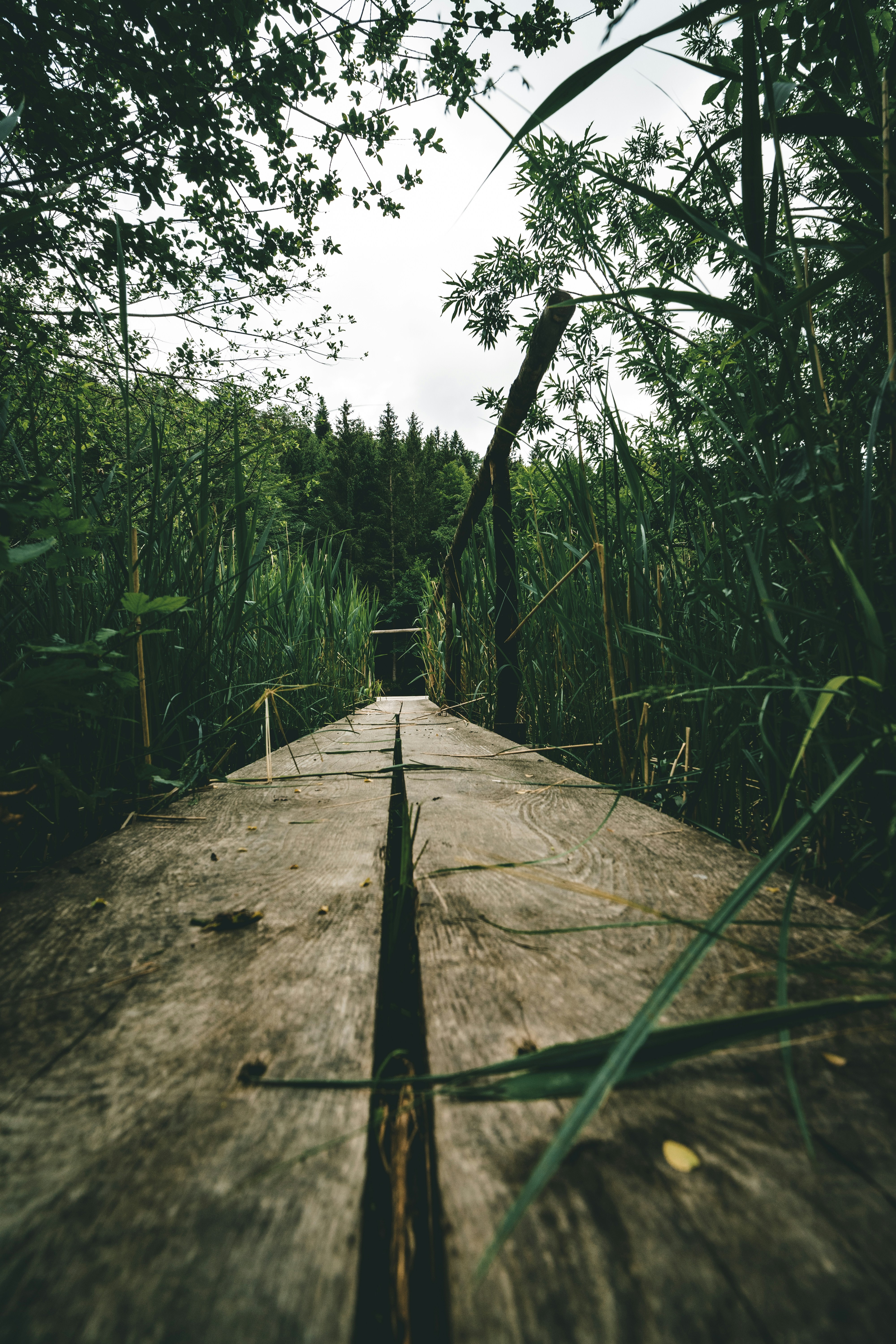 Wooden pathway leading through lush greenery, framed by tall grasses and trees, inviting exploration. A serene escape into nature's tranquility.
