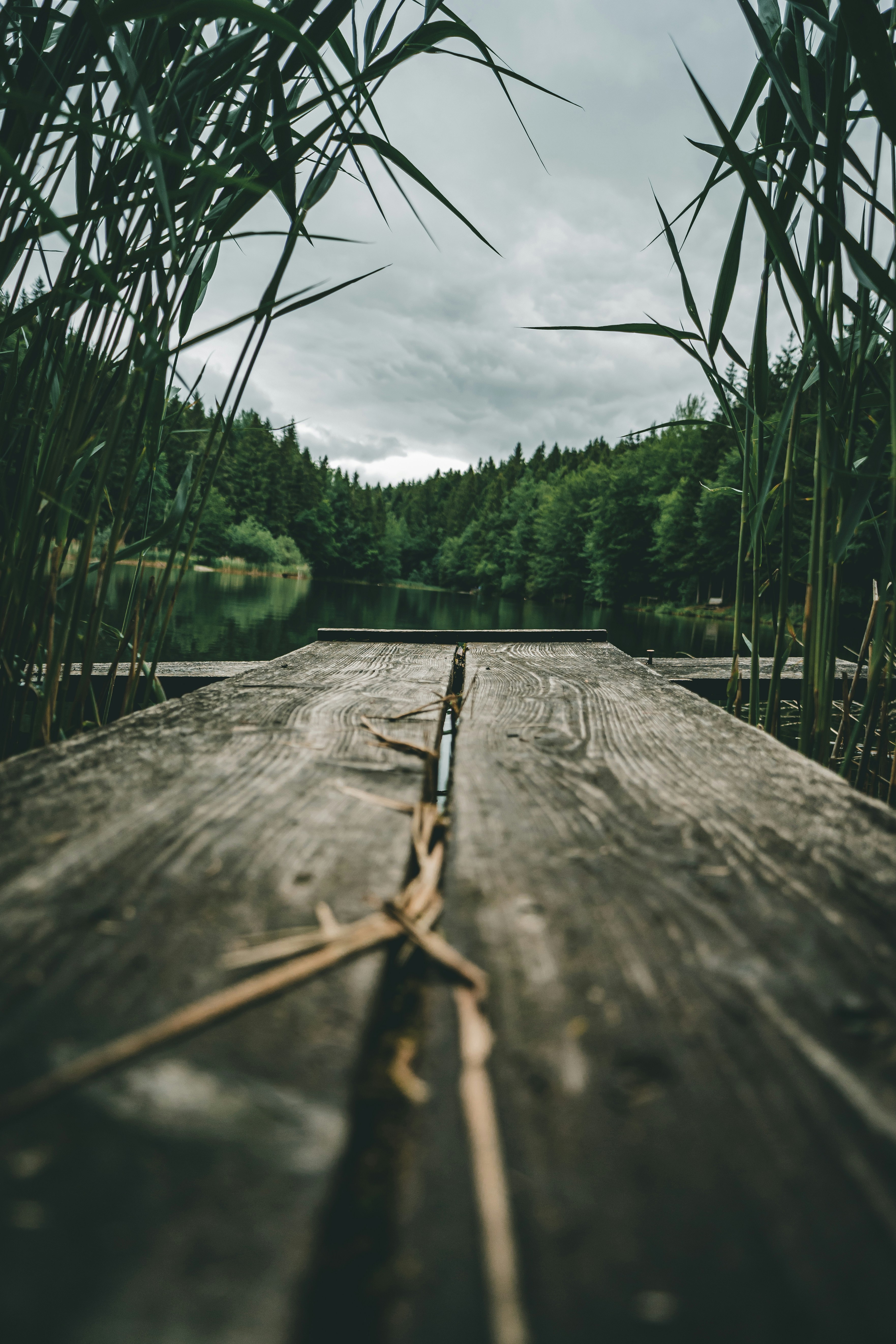 Log Pier to the Quiet Lake