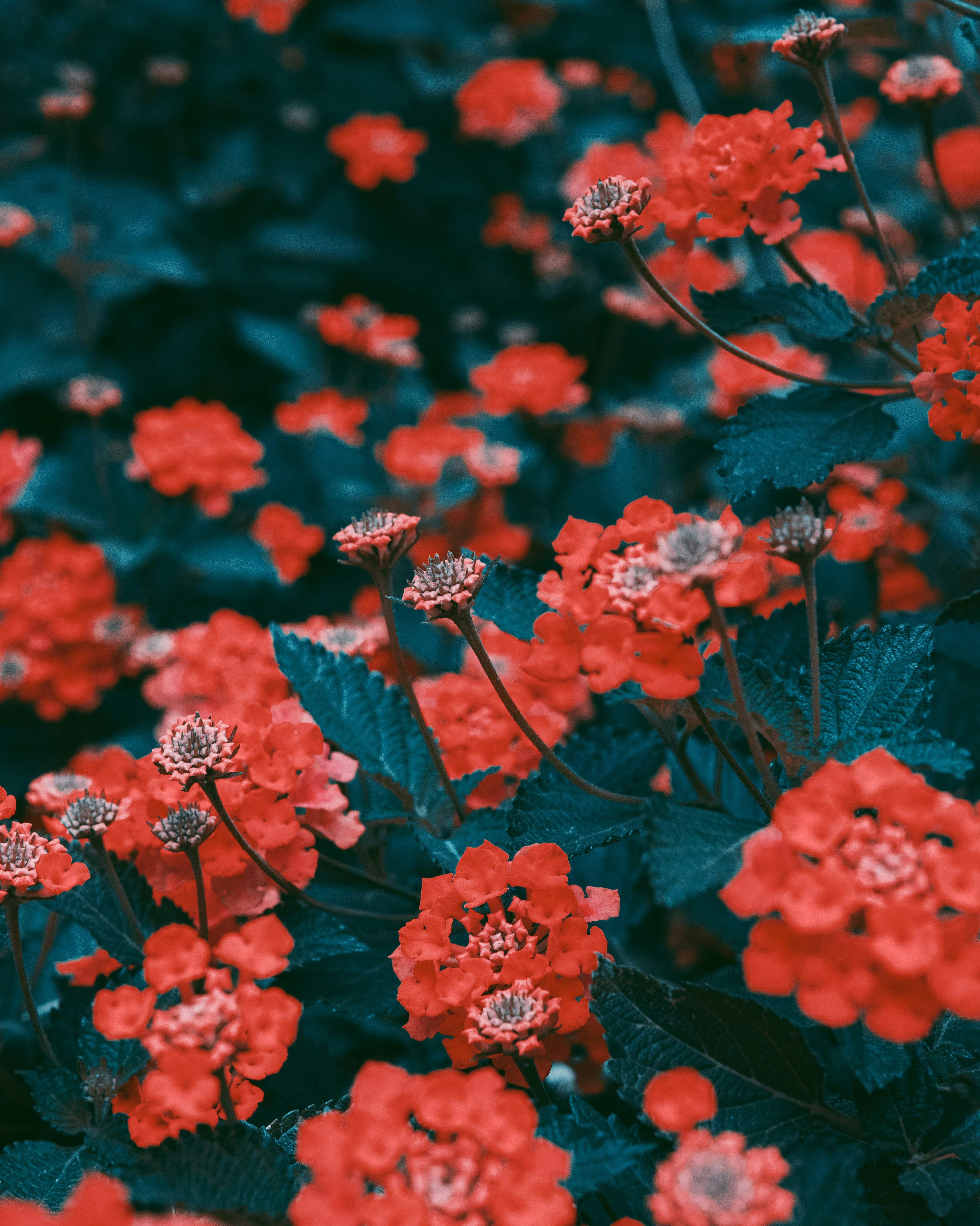 Crimson Clusters in a Teal-Tinged Garden