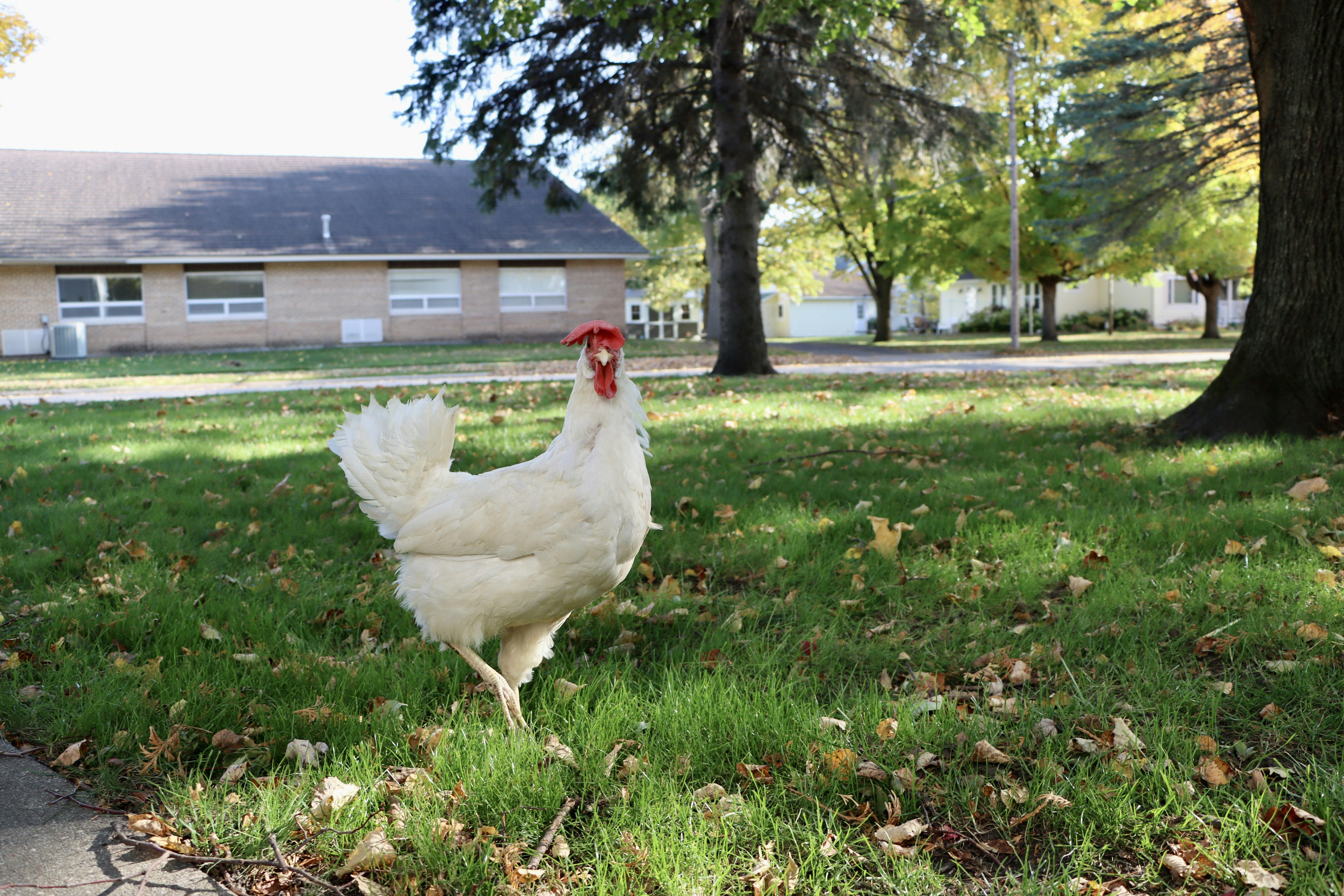 White chicken on green grass field during daytime photo – Free Chicken ...