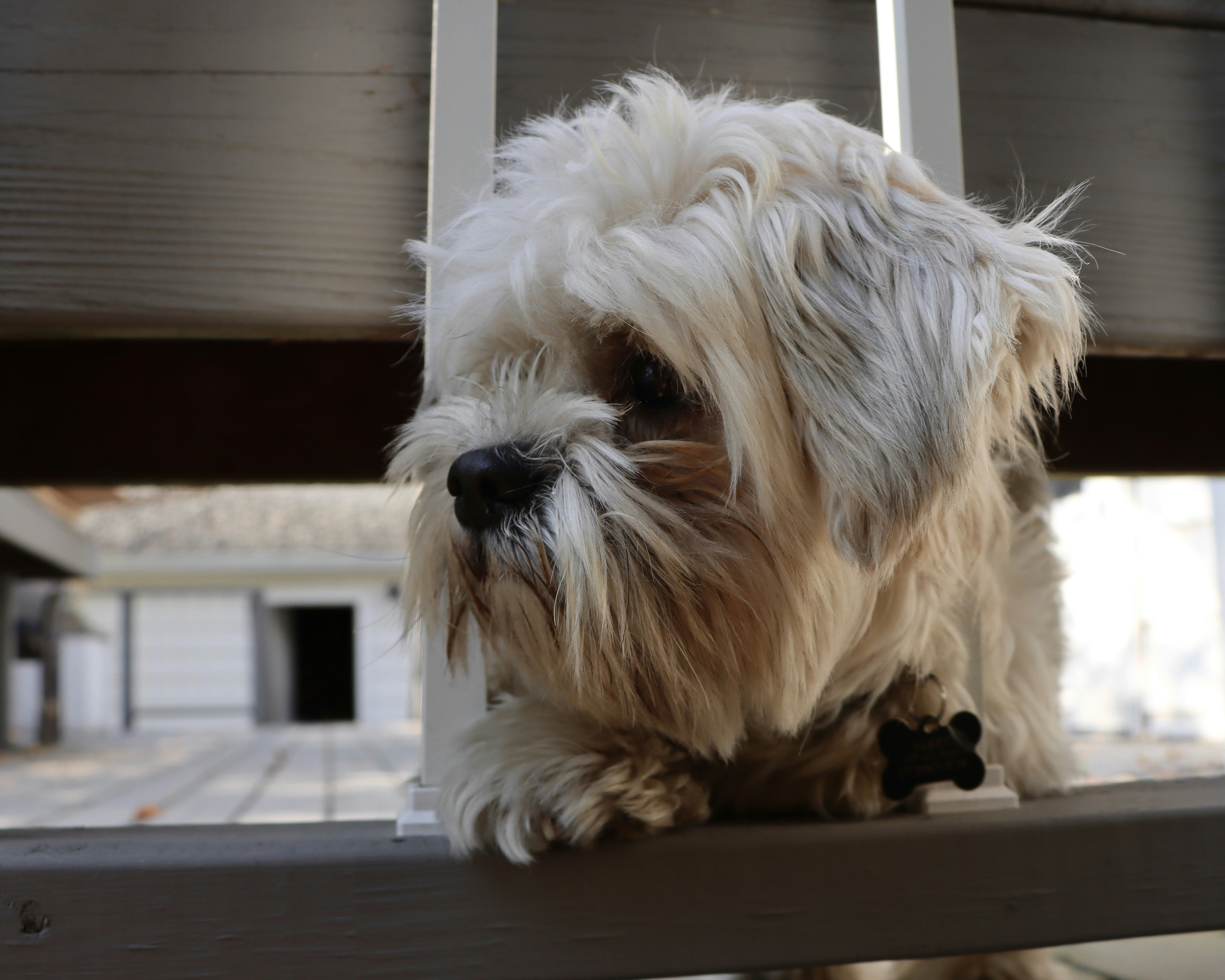 Whiskered Watcher: A Shaggy Companion Gazes Beyond the Deck