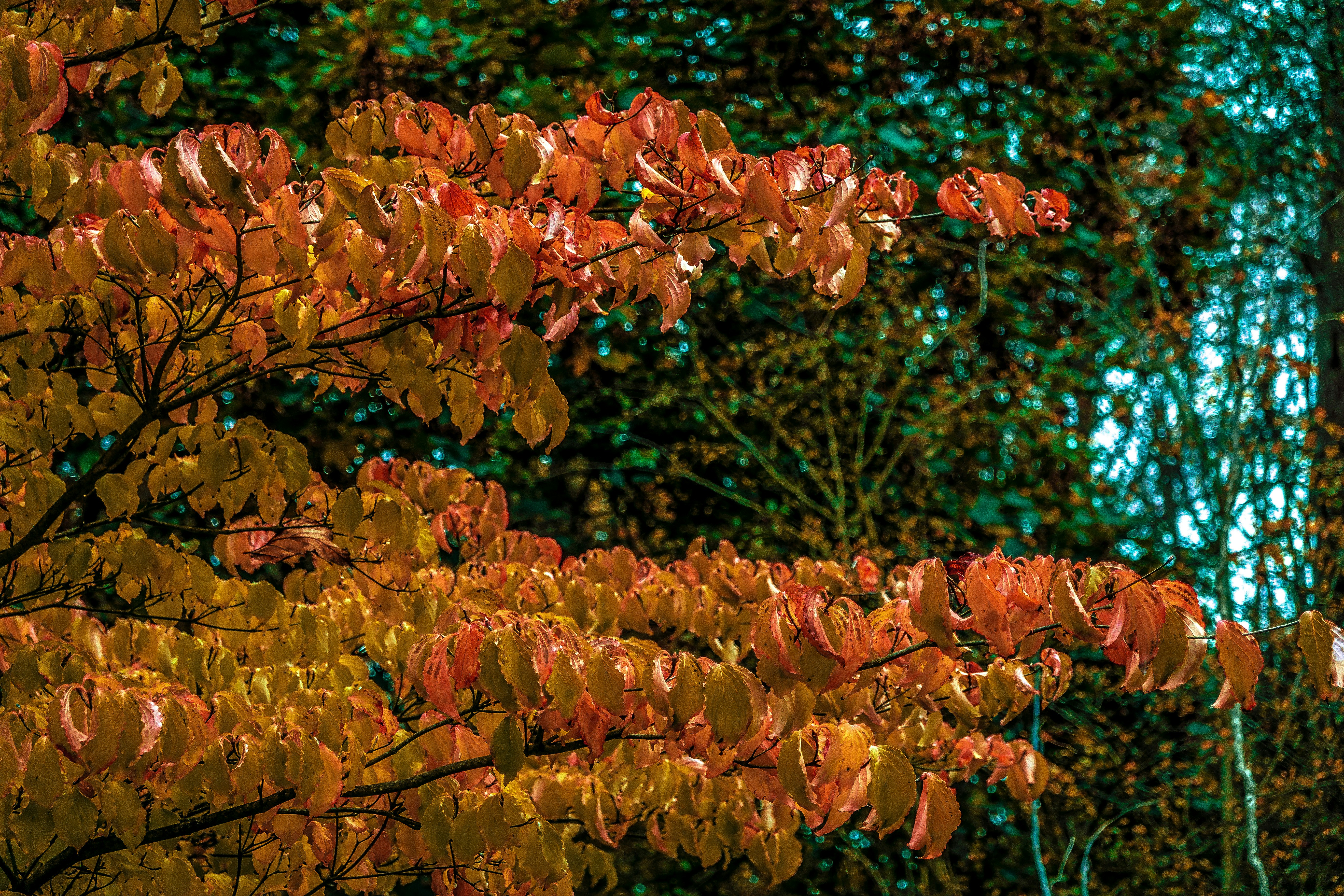 Autumnal Leaves in Warm Backlight