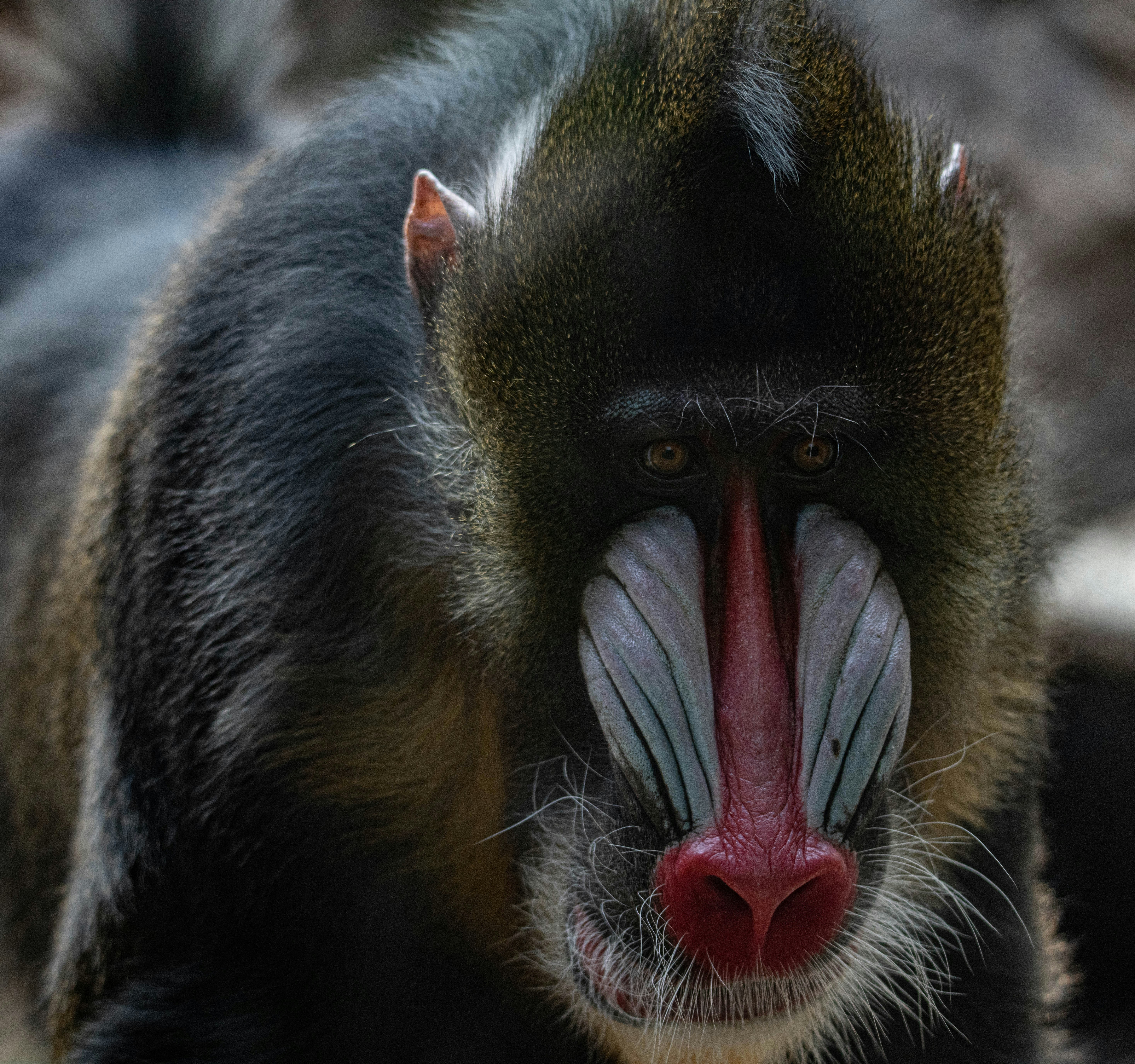 Close-up of a mandrill showcasing its vibrant facial features and intense expression. The image captures the unique coloration and texture of the animal's fur and skin.