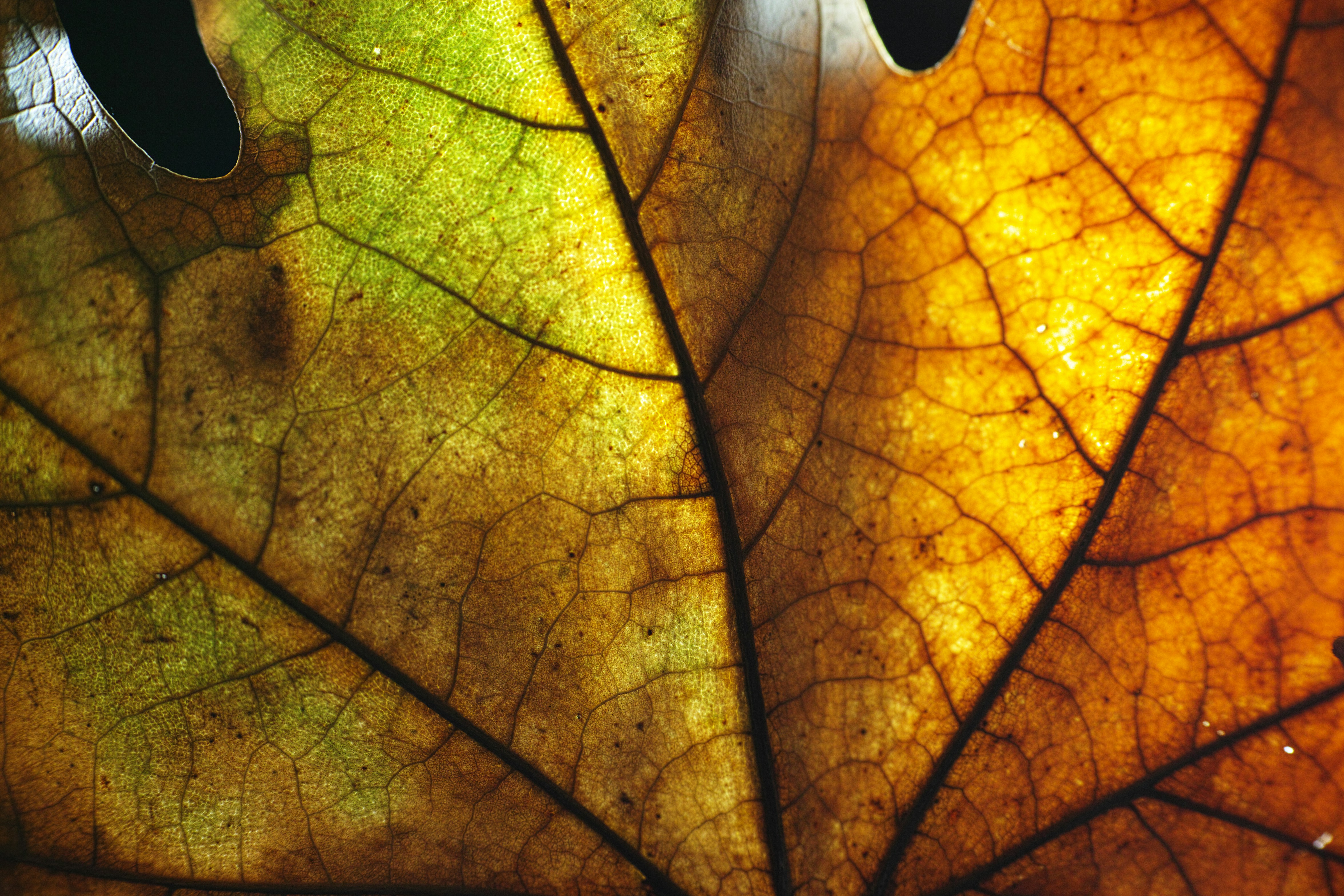 Translucent leaf showcasing intricate vein patterns and vibrant hues of green and orange. The interplay of light highlights its delicate texture.