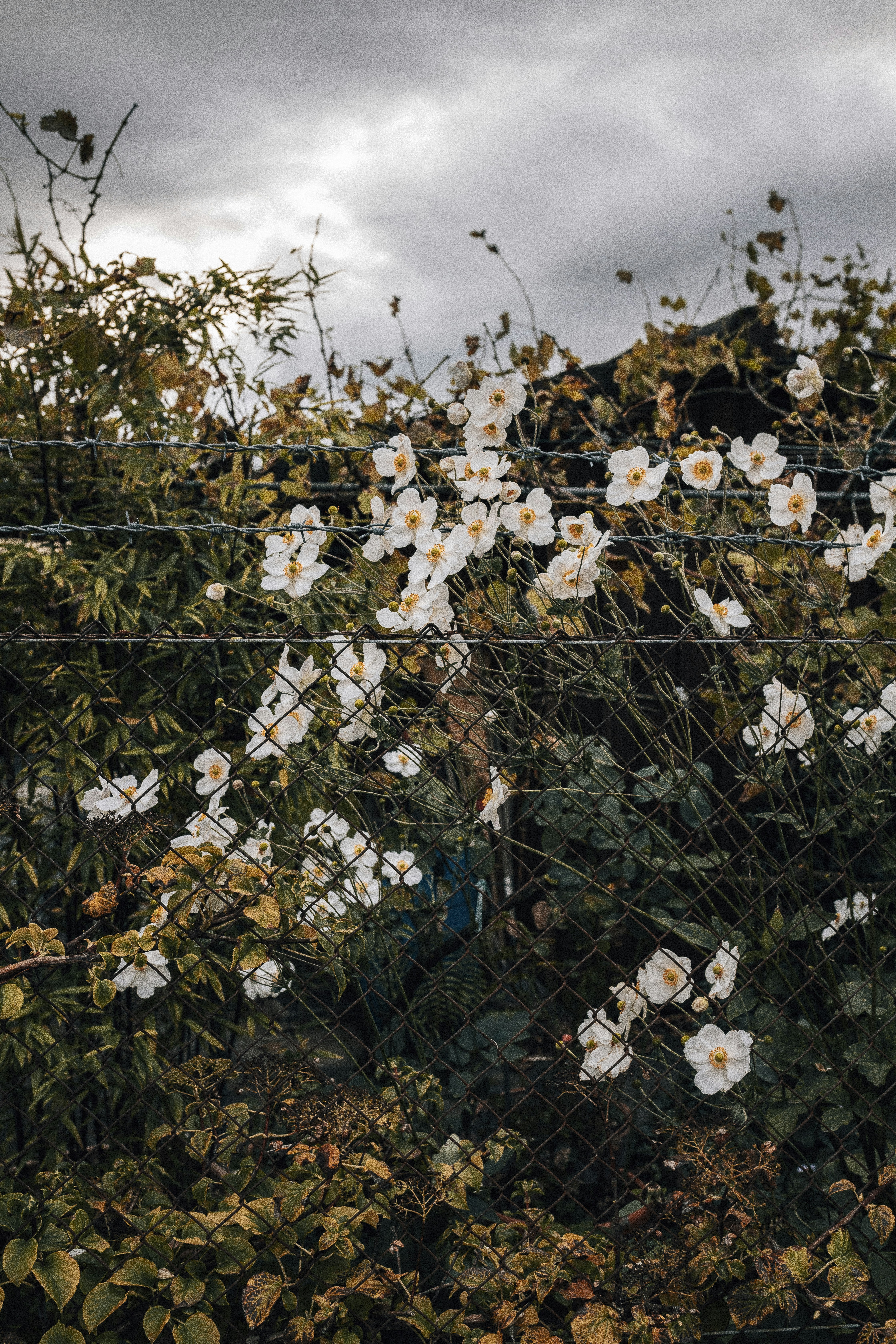 Photo by Corina Rainer with Canon EOS R