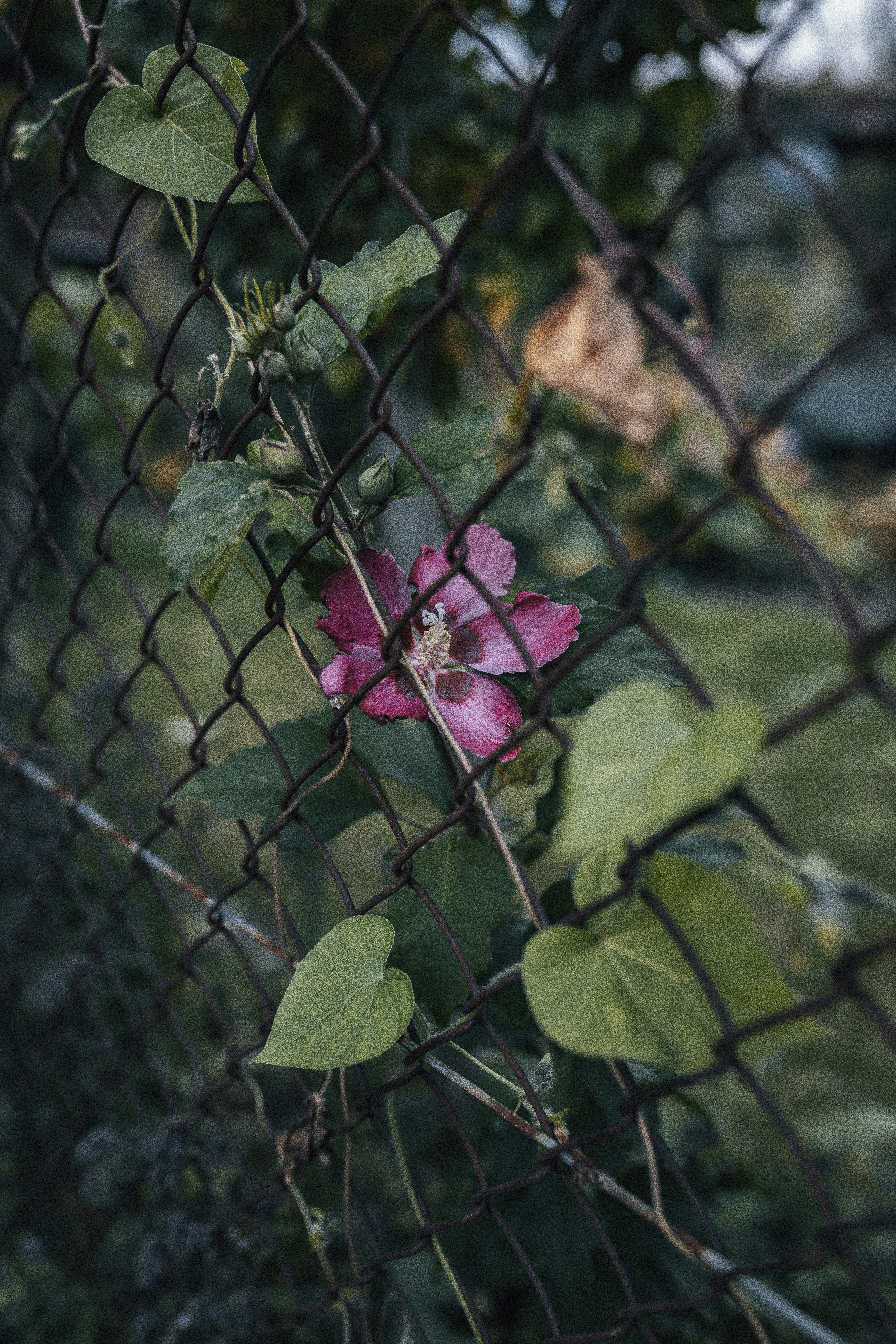 Petal Against the Chain: a Delicate Pink Bloom Framed by Rusted Mesh