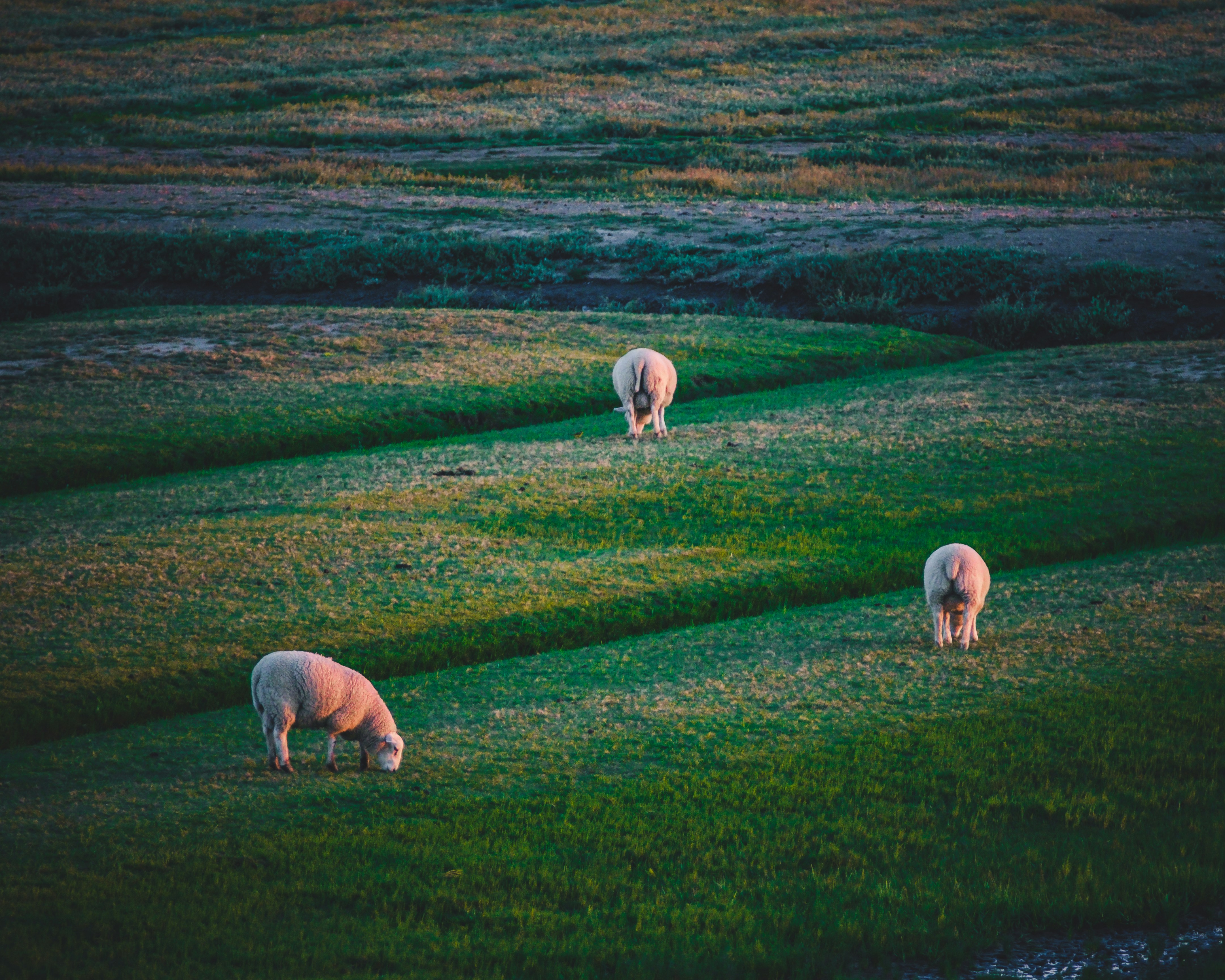 Three sheep grazing peacefully on a lush green pasture as the evening light casts a warm glow over the landscape.