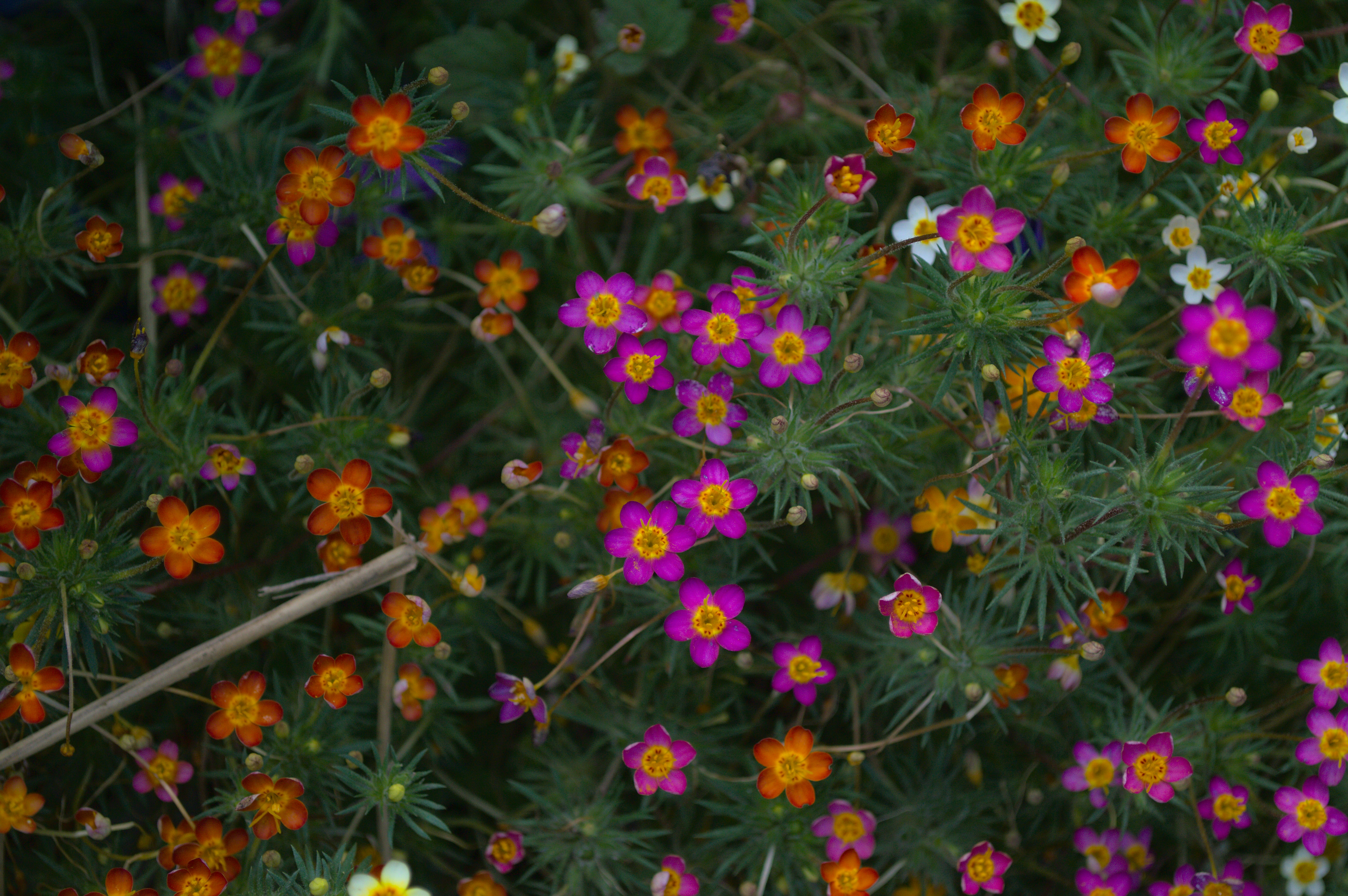 Vibrant array of pink, orange, and white flowers interspersed among green foliage, creating a lively garden scene.