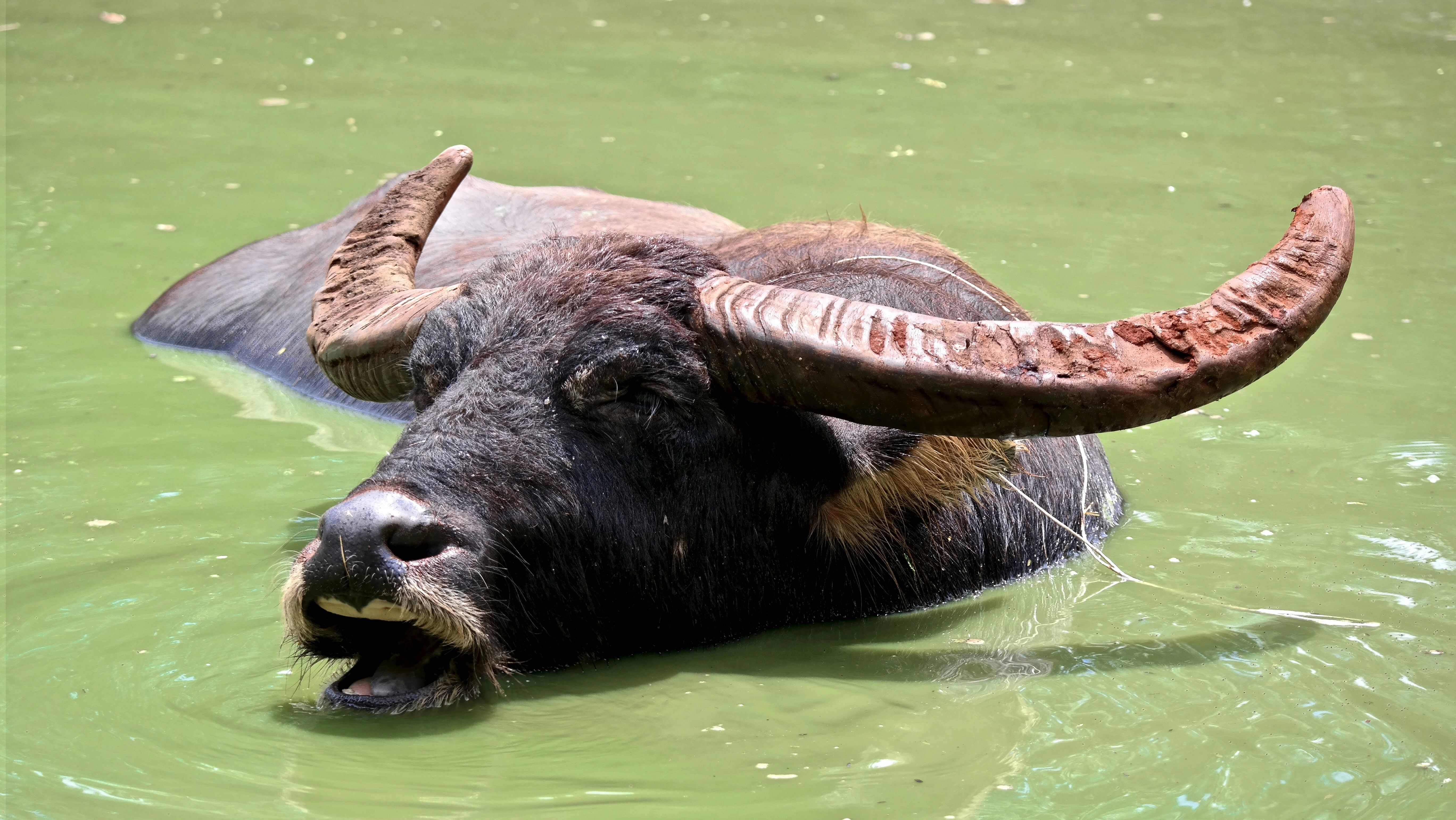 Black water buffalo on water during daytime photo – Free Animal Image ...