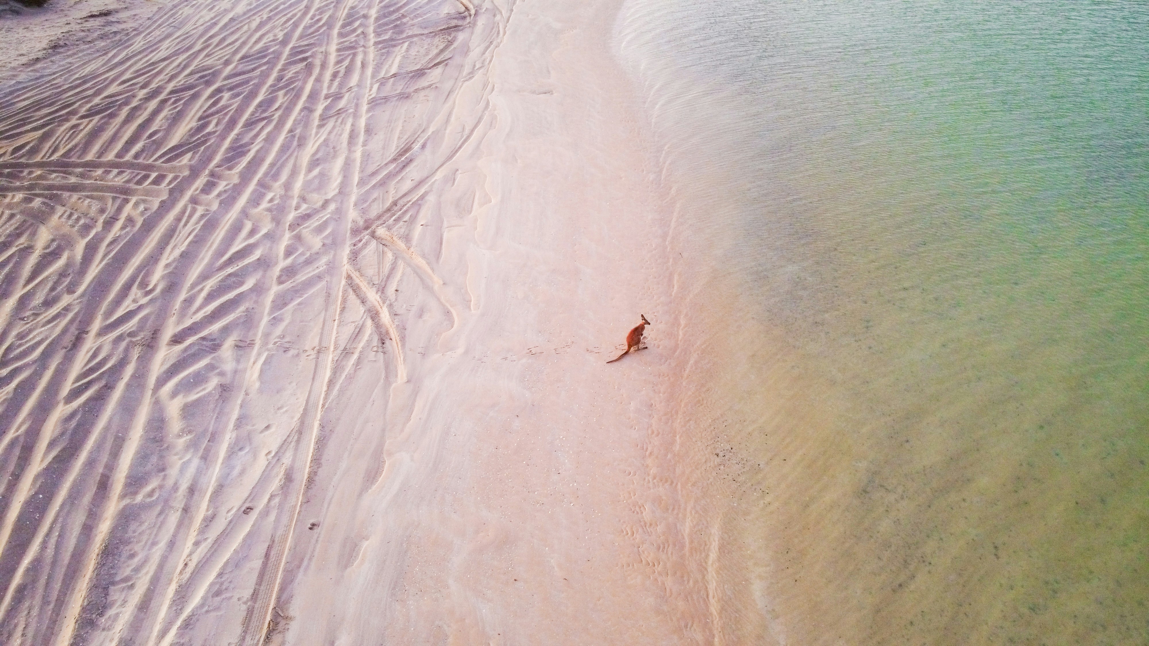 A kangaroo drone shot at the beach in Port Gregory. You have to discover Australias West Coast!