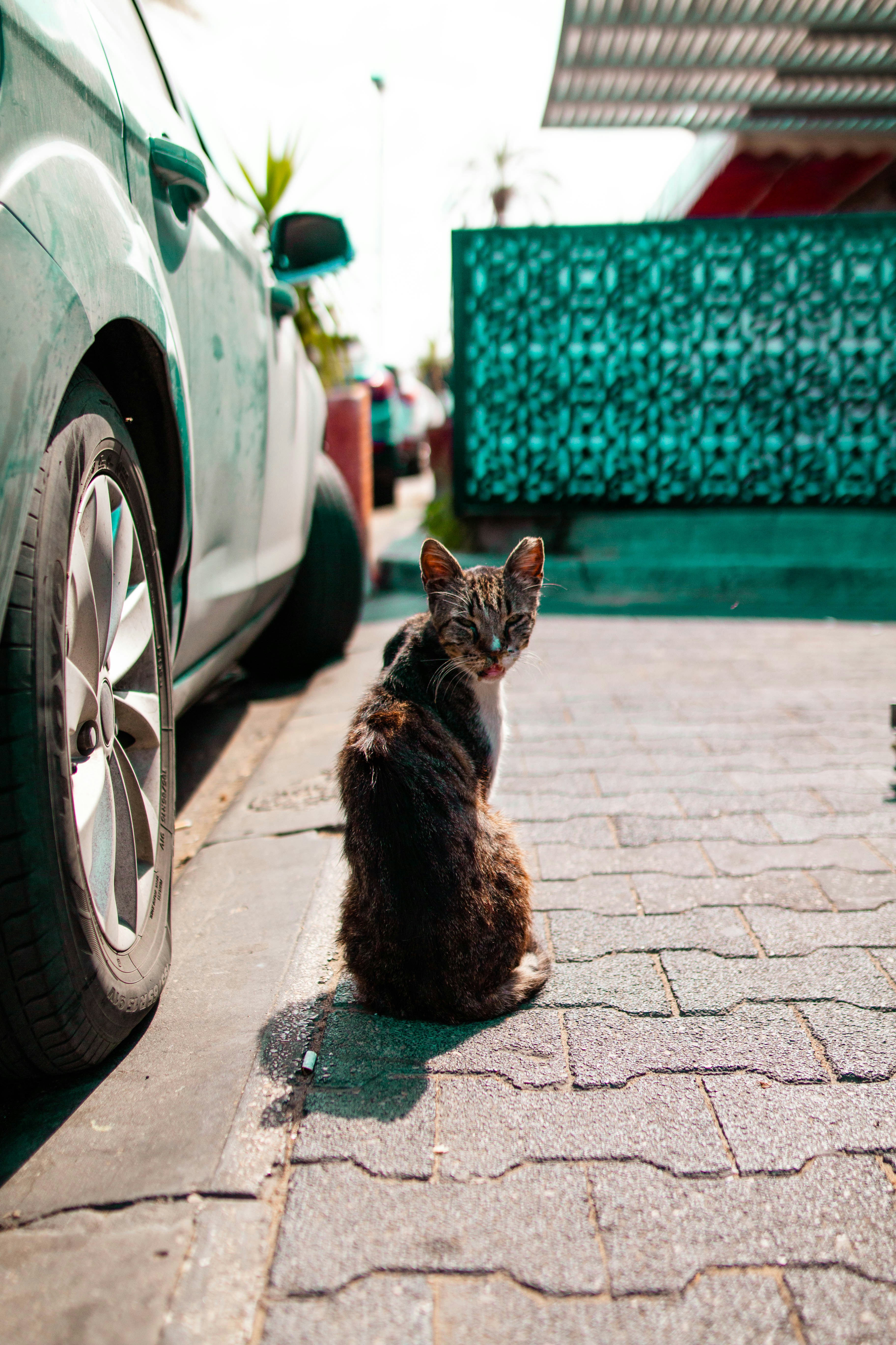 Sunlit Curiosity by the Parked Car on a Quiet Street