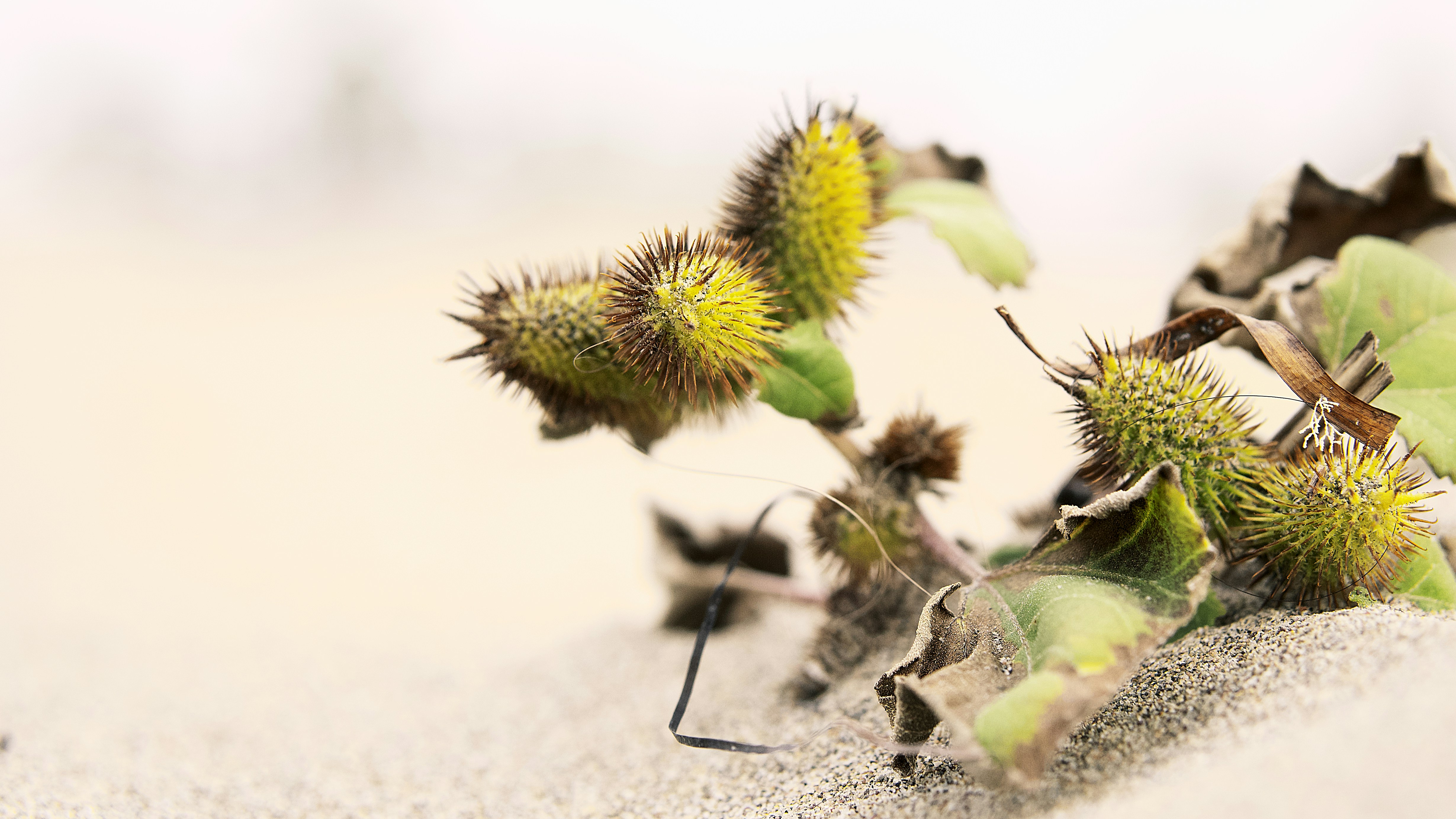 Cluster of spiky seed pods emerging from sandy terrain, showcasing the resilience of nature in a minimalist landscape.