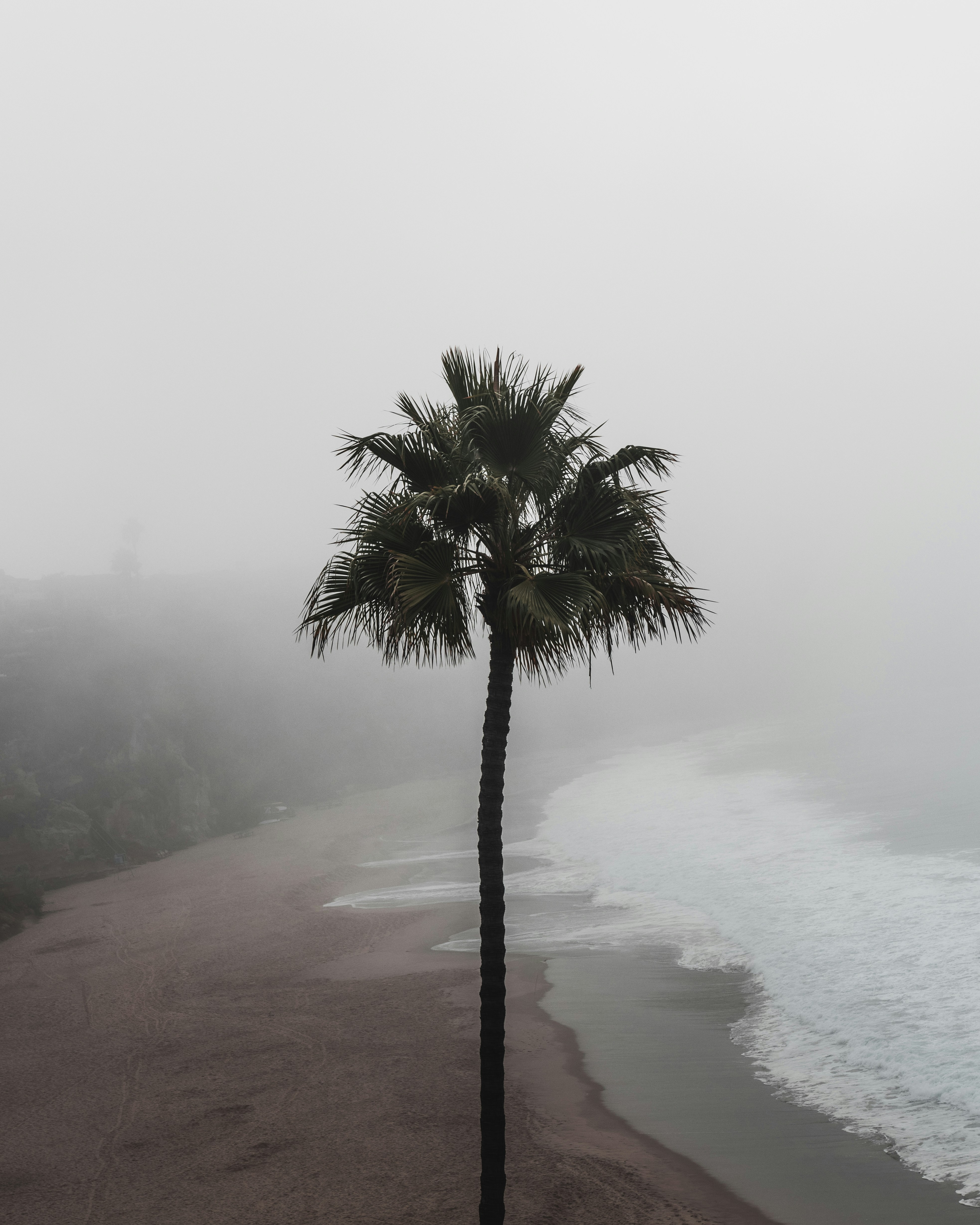  lone palm on a misty coastline
