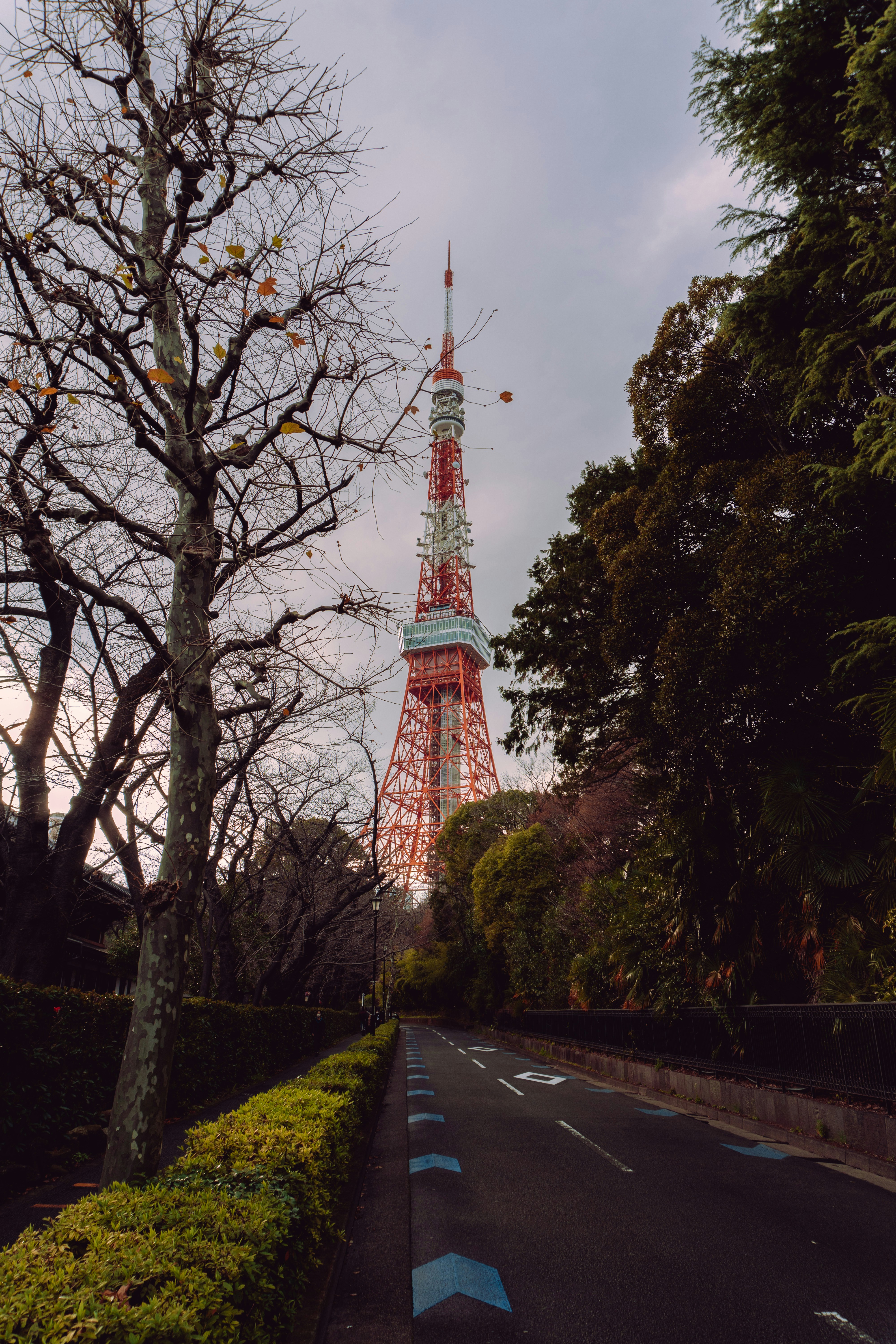 Tokyo Tower Rising Beyond Leafless Street Trees