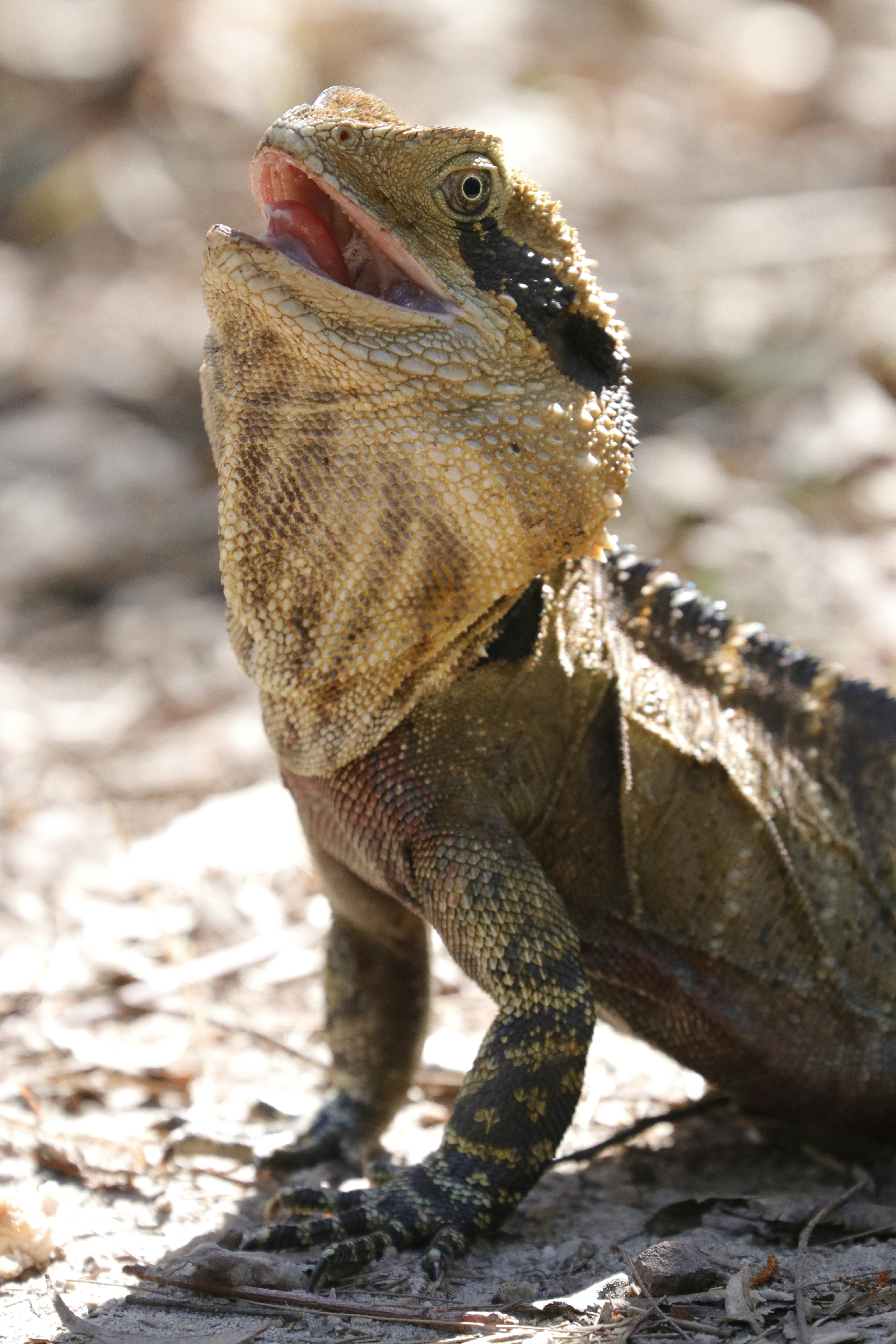 Sunlit Gape: Close-Up of a Bearded Dragon's Textured Majesty