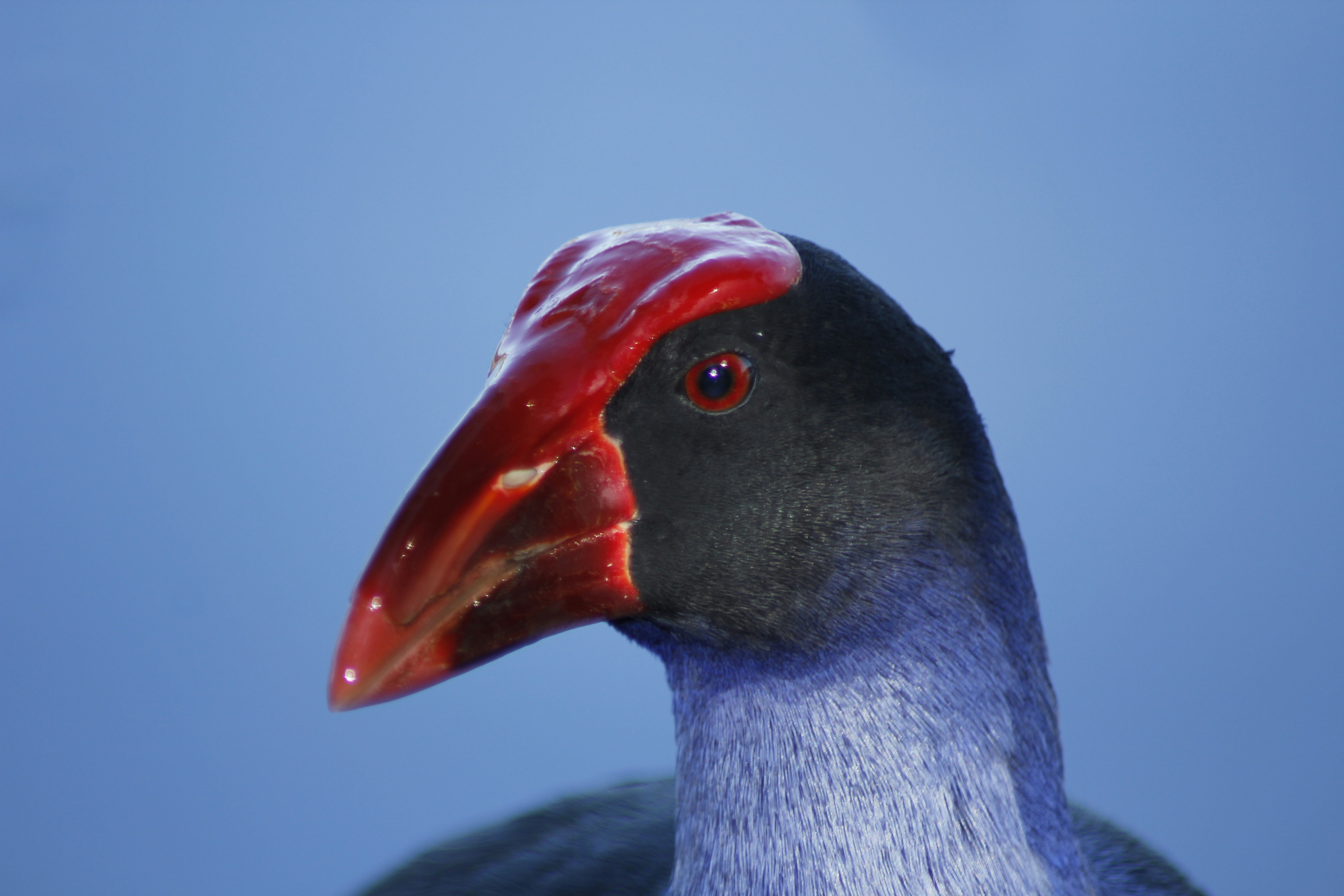 Azure Gaze: Close-up of a Purple Swamphen's Ruby Beak