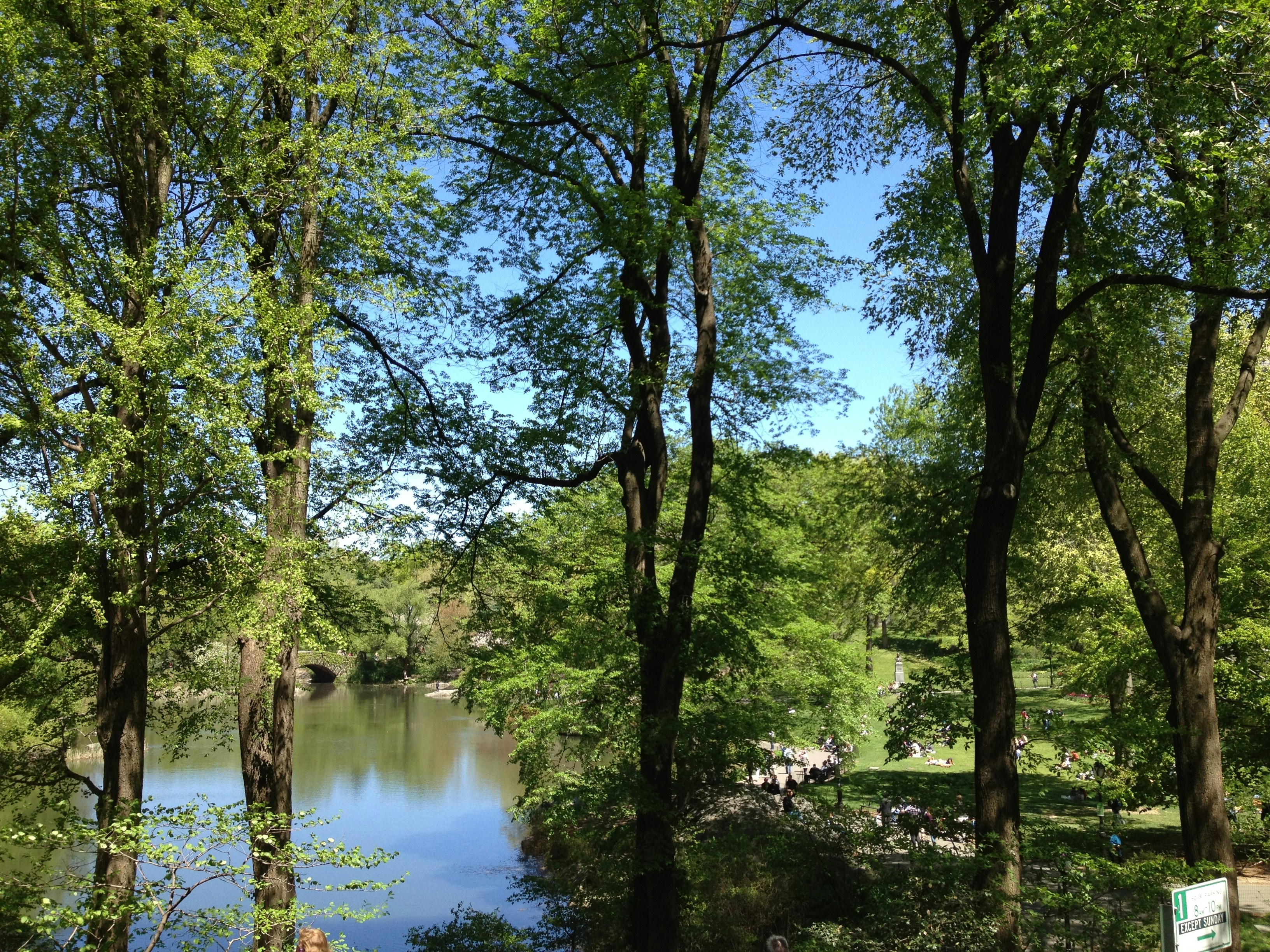 Green trees beside river during daytime photo – Free New york Image on ...
