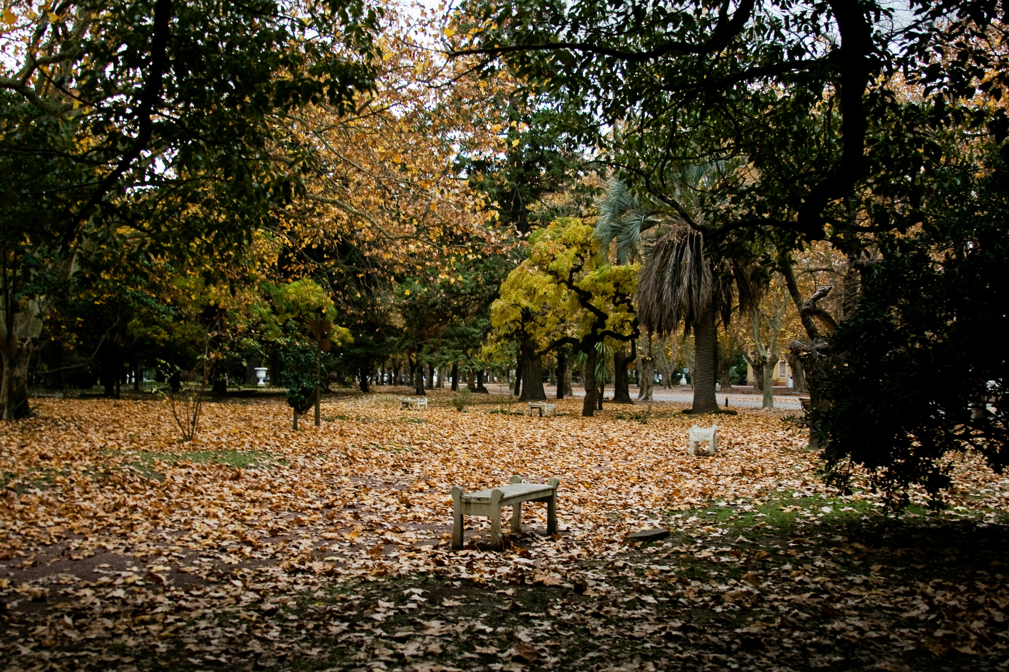 Autumn Bench Amid Leaf-Carpeted Quiet in a City Park