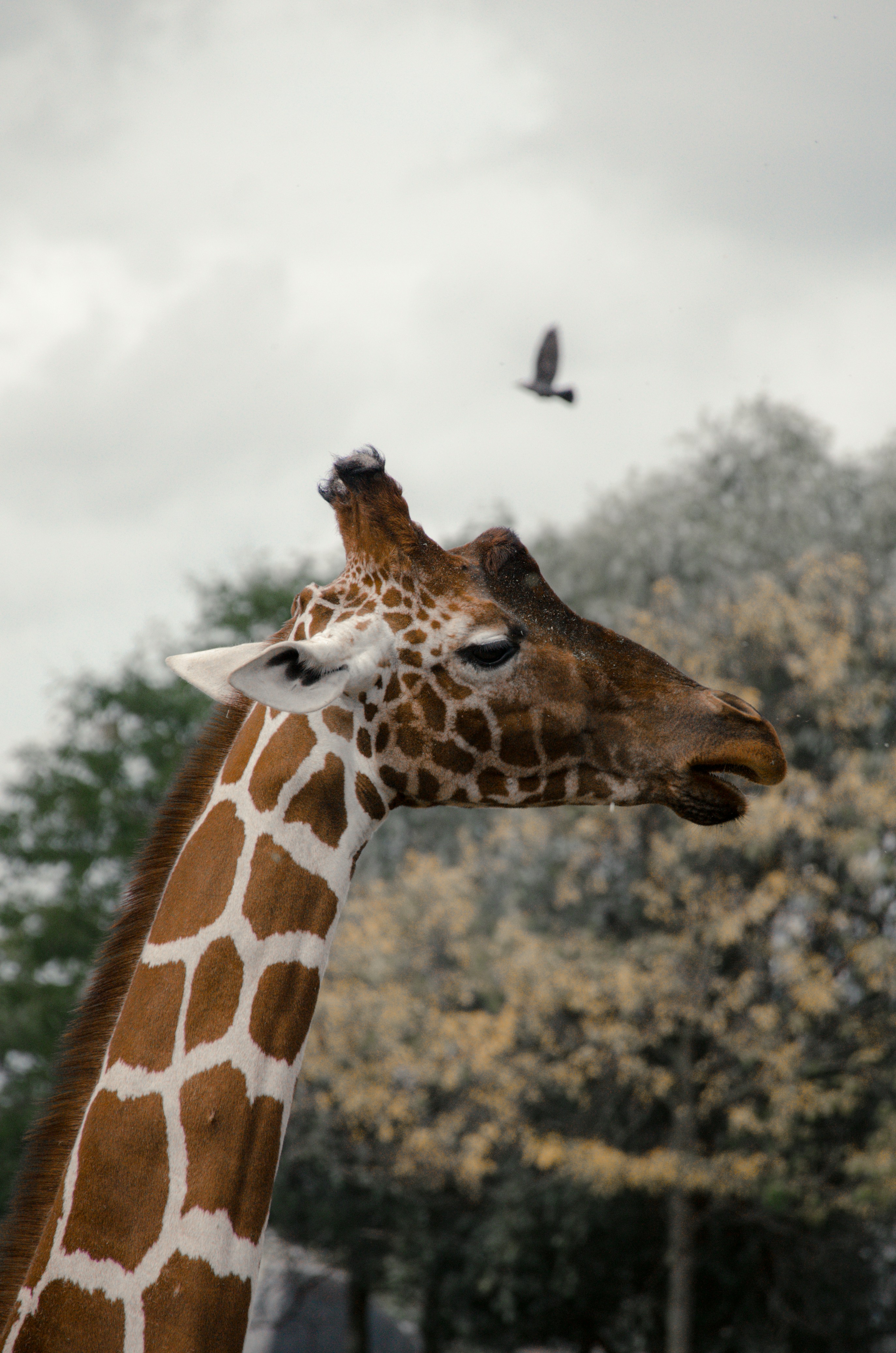 Giraffe in Profile Under a Cloudy Sky, with a Bird Overhead