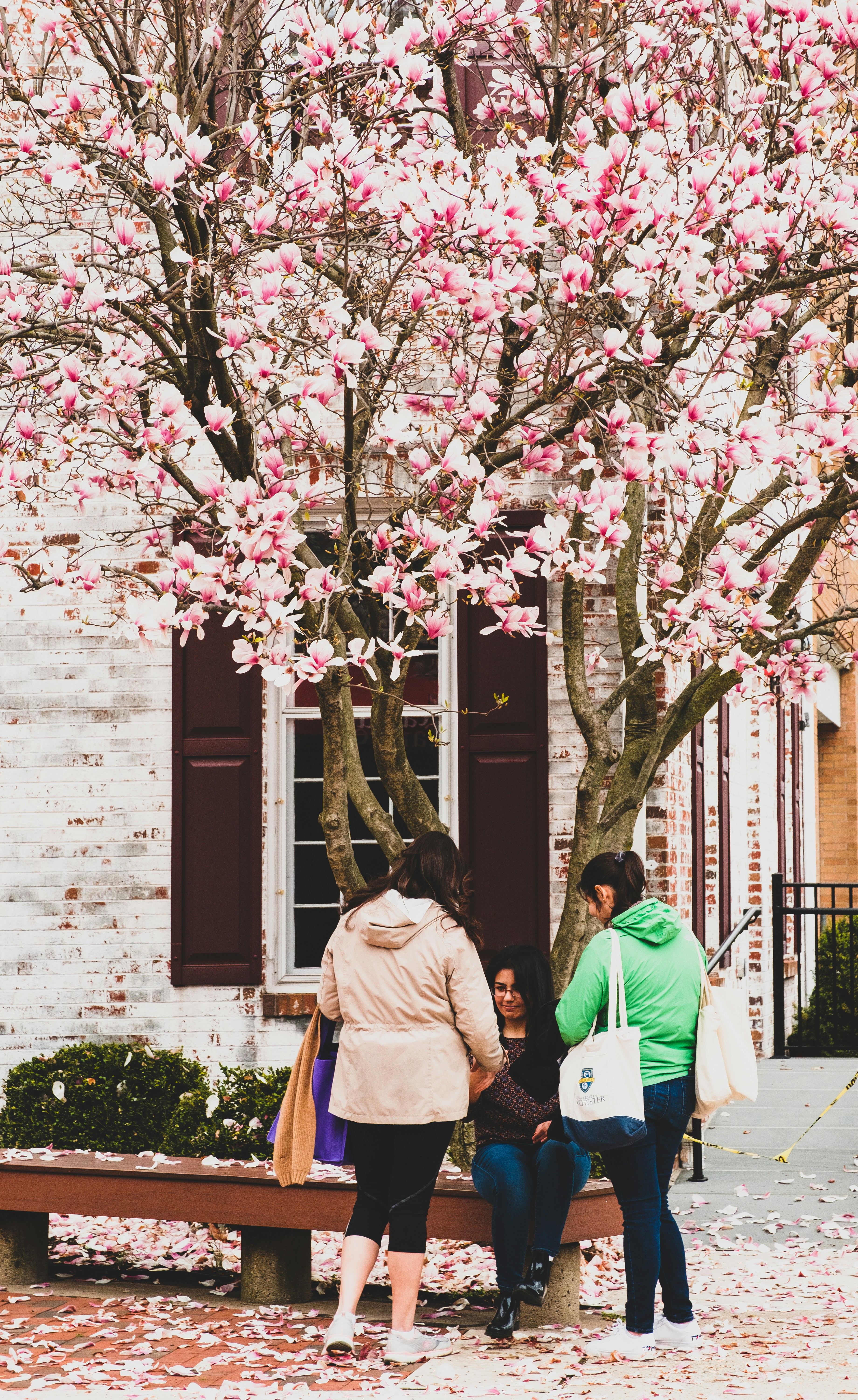 Man in green jacket standing near pink cherry blossom tree during ...