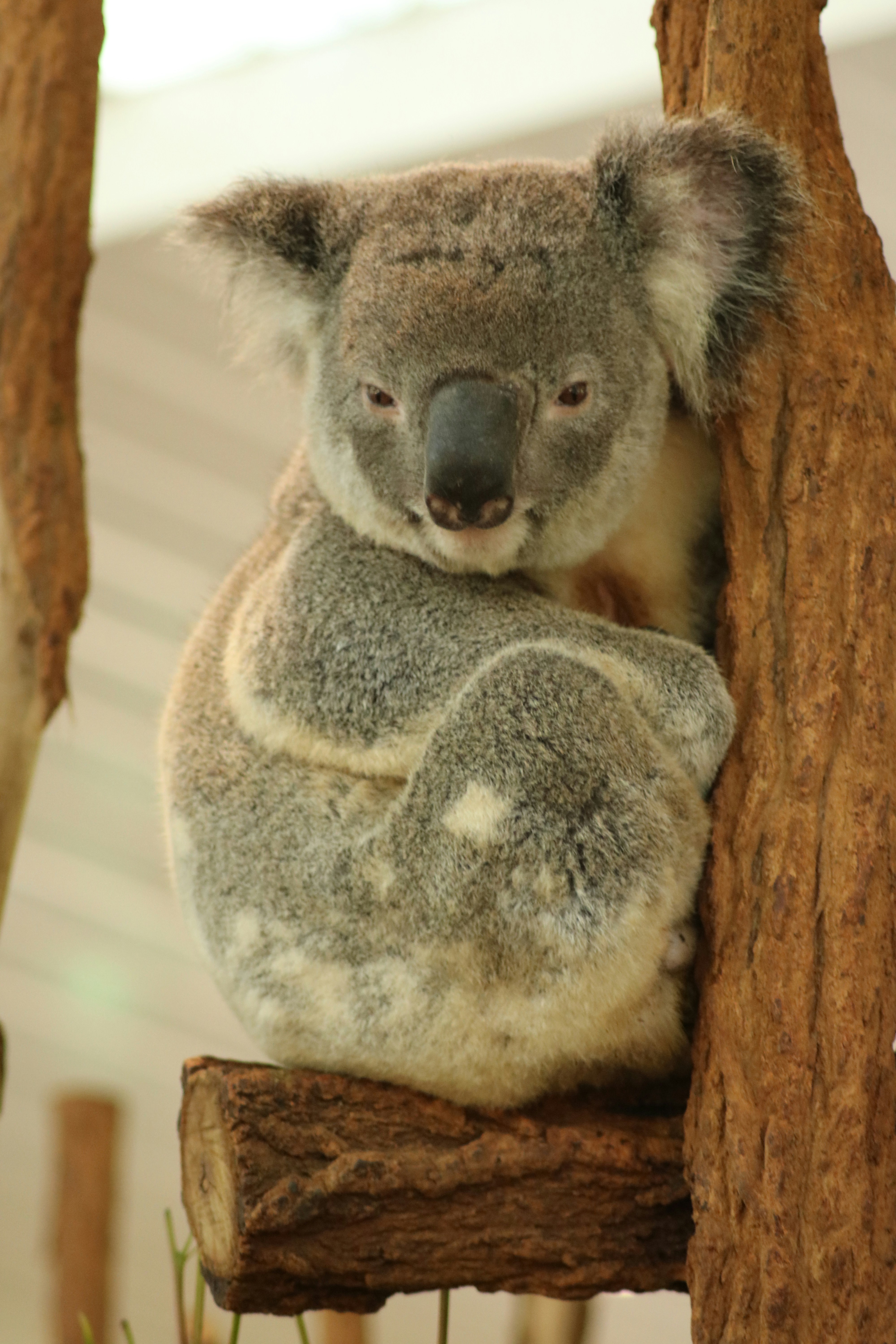 Cozy Koala Cling: Soft Light Between Weathered Trunks