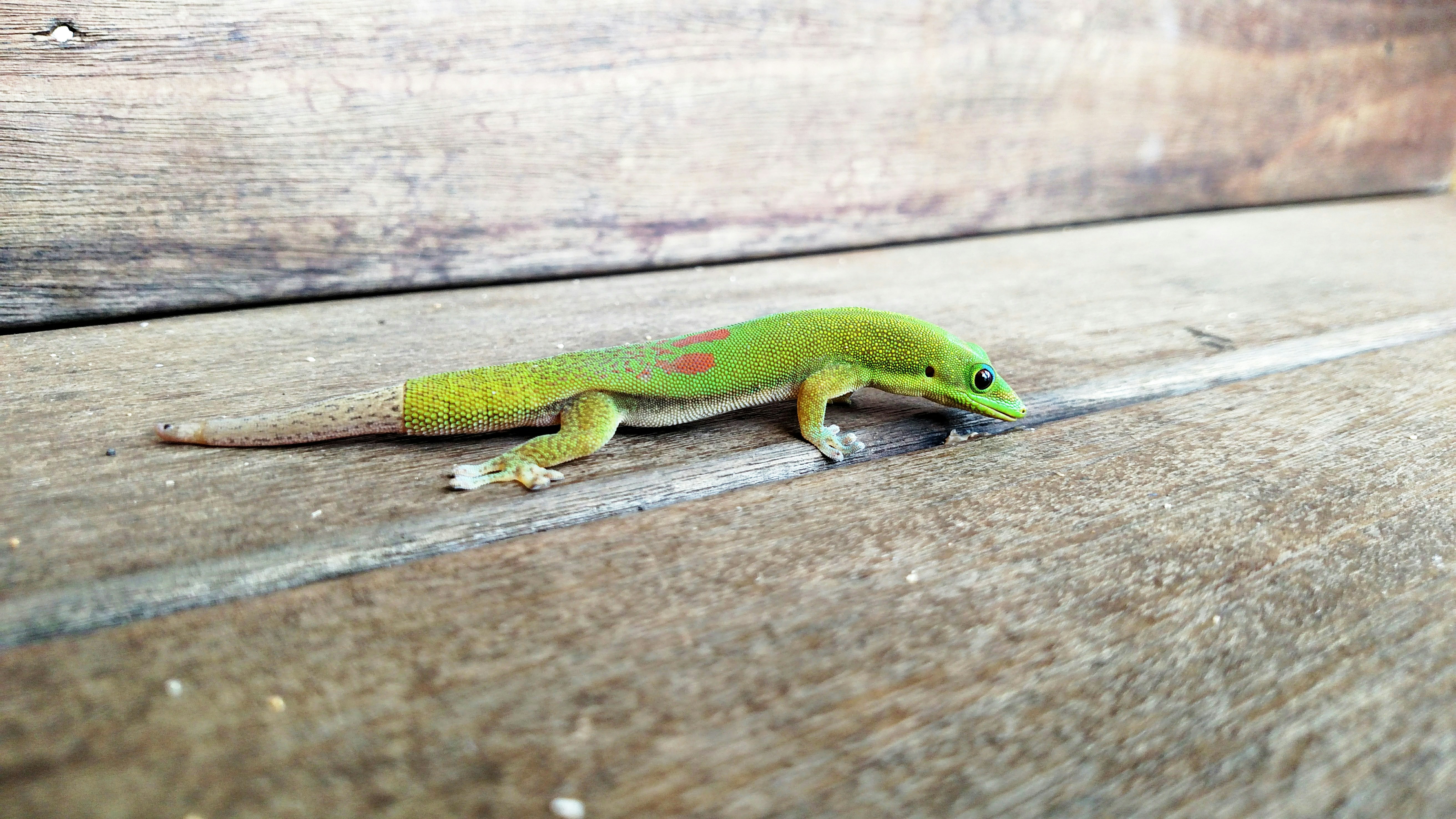 Emerald Gecko Trek on Weathered Planks