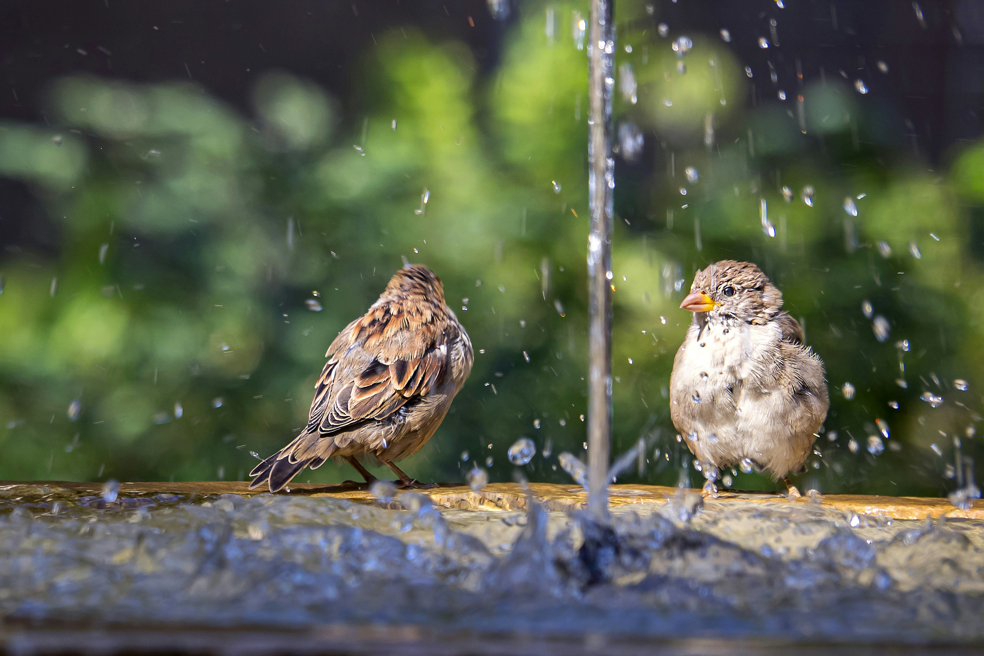 Two sparrows perch on a fountain edge, surrounded by water droplets and lush greenery.