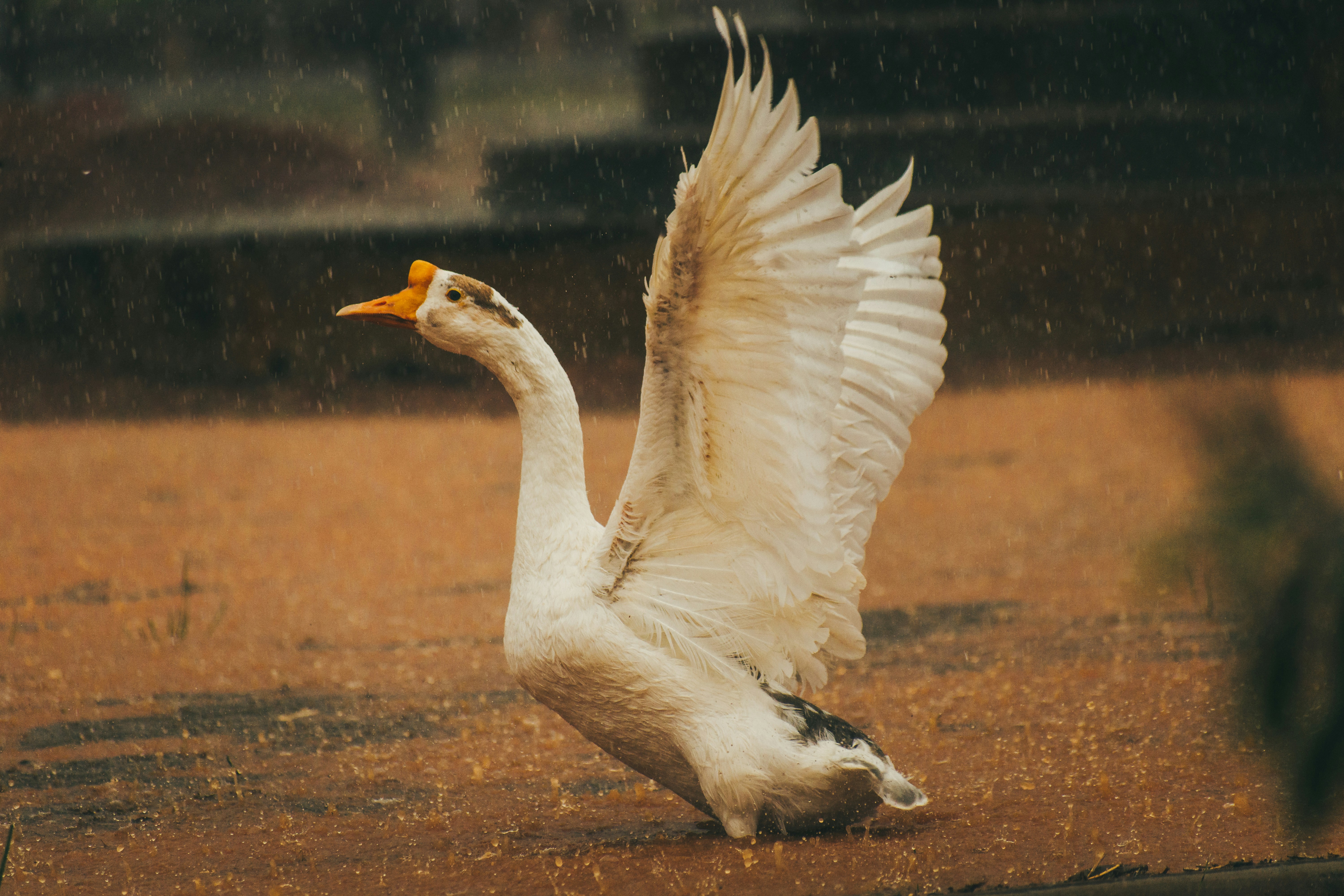 Snowy-White Goose in Mid-Stride Landing
