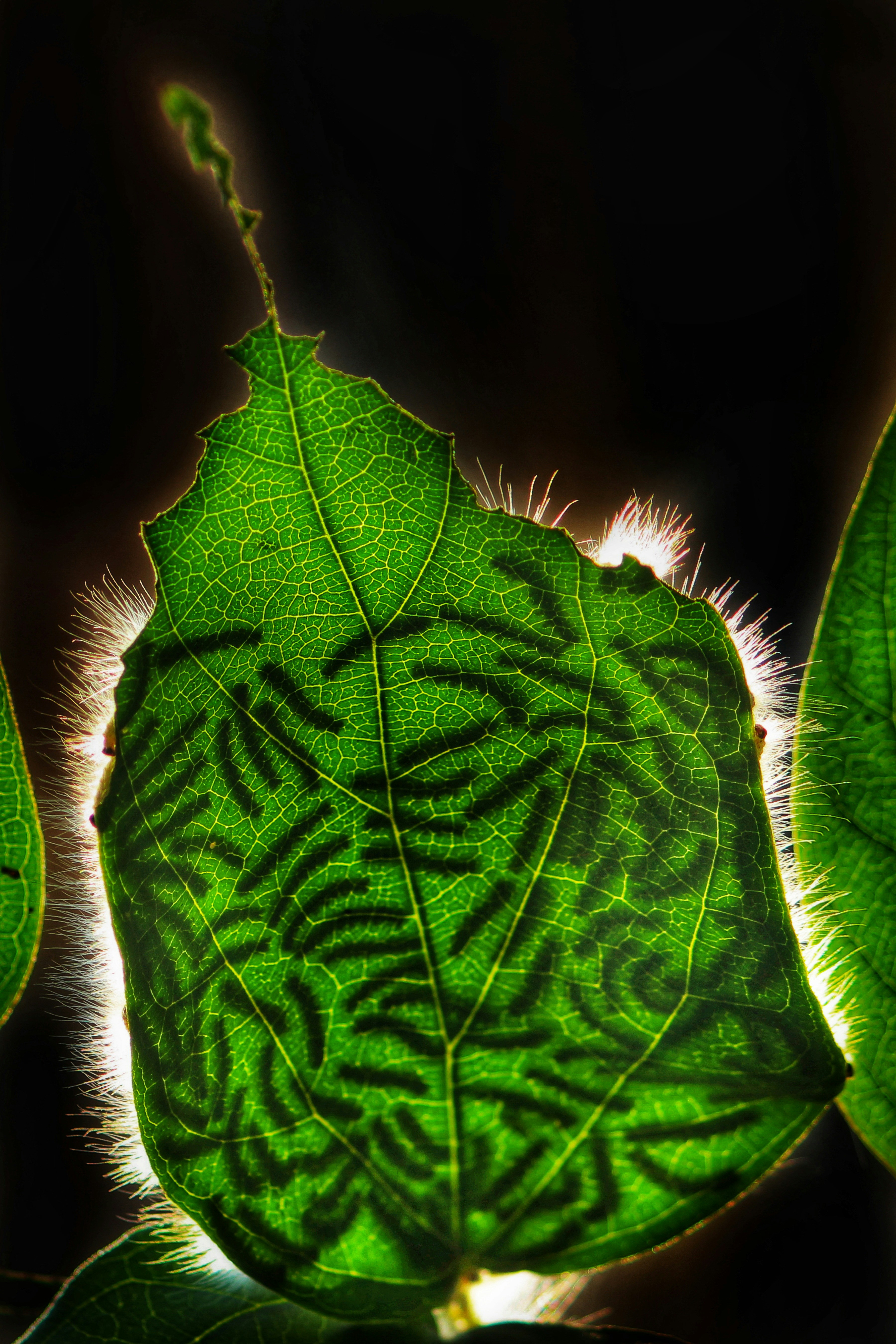 Backlit Vein Maze: Neon-green Leaf Emerges from Darkness