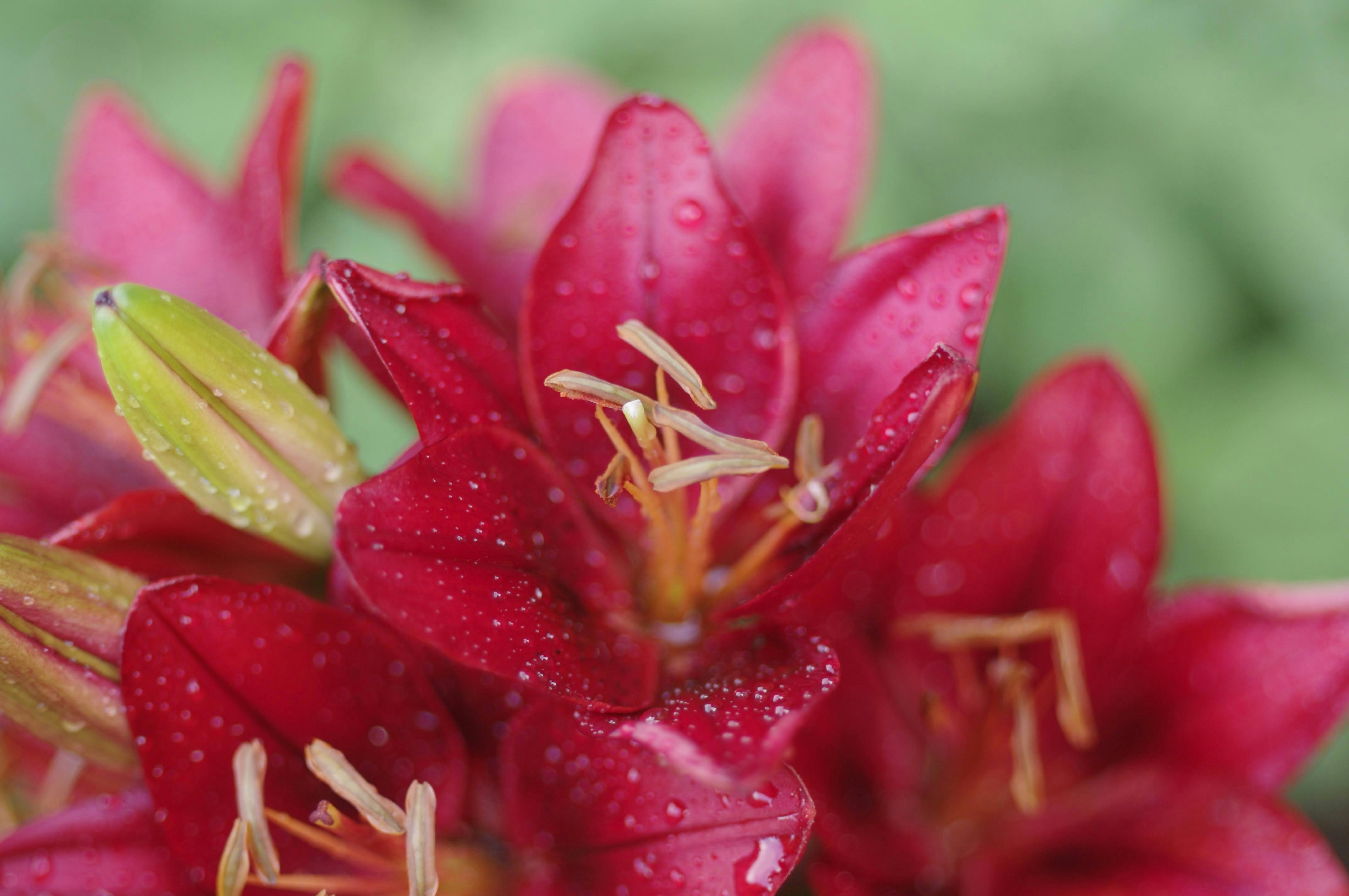 Vibrant red petals with dew droplets fill the frame, revealing delicate stamen details and a soft green background.