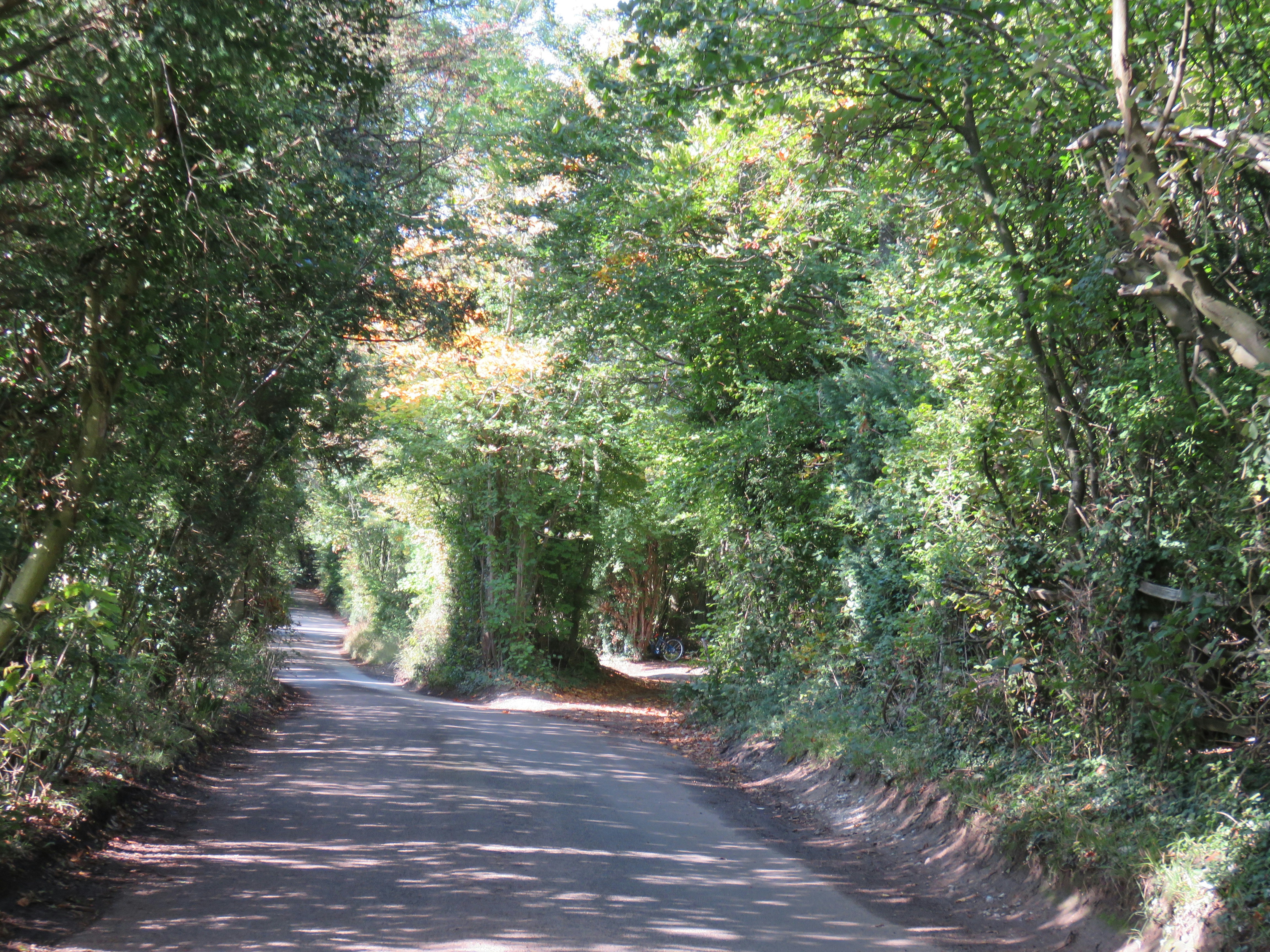 A serene country road flanked by lush greenery, inviting exploration through the dappled sunlight. The scene captures the essence of nature's tranquility.