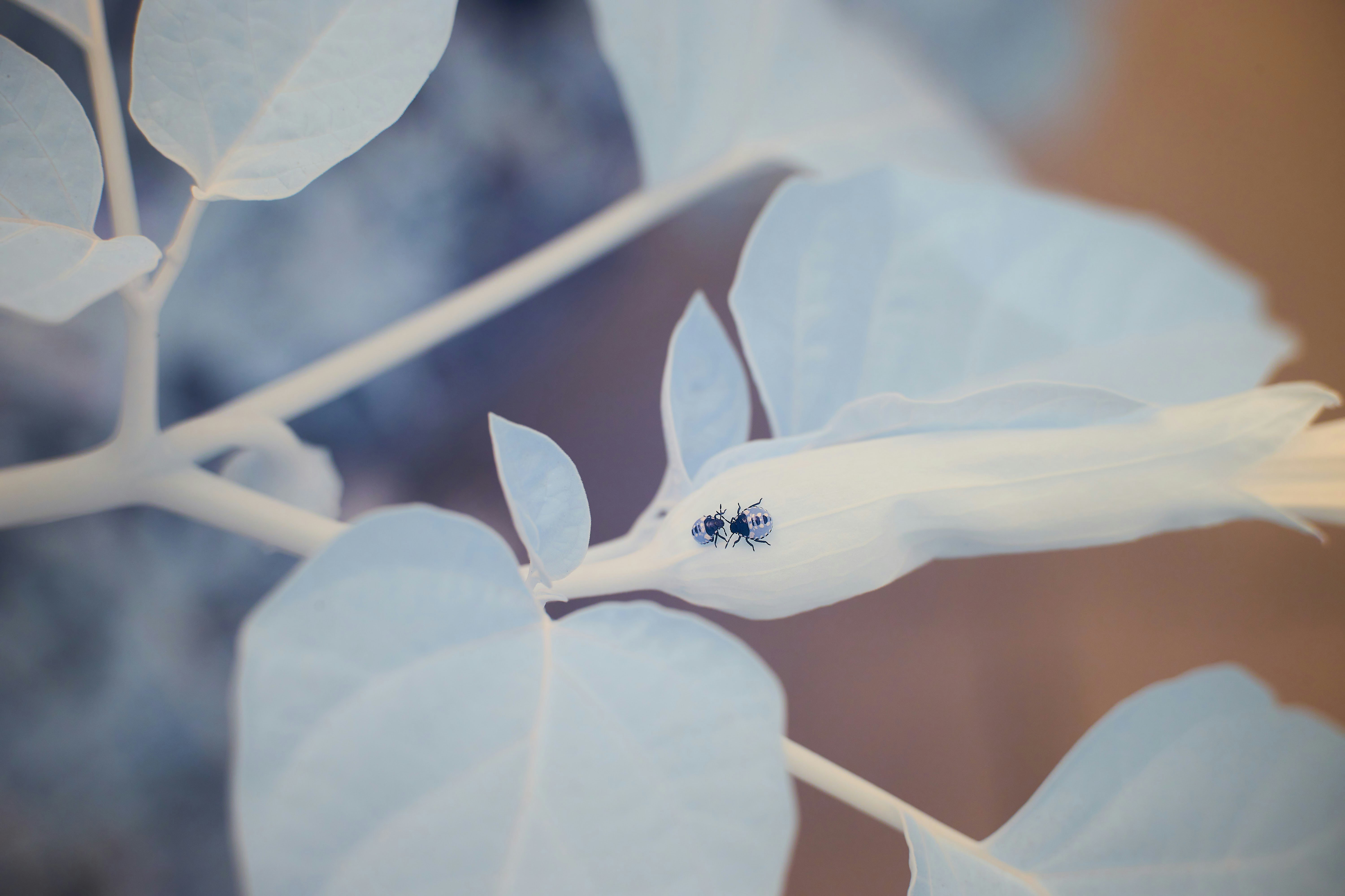 Micro-Sojourn: A Tiny Visitor on Frosted Blue Leaves