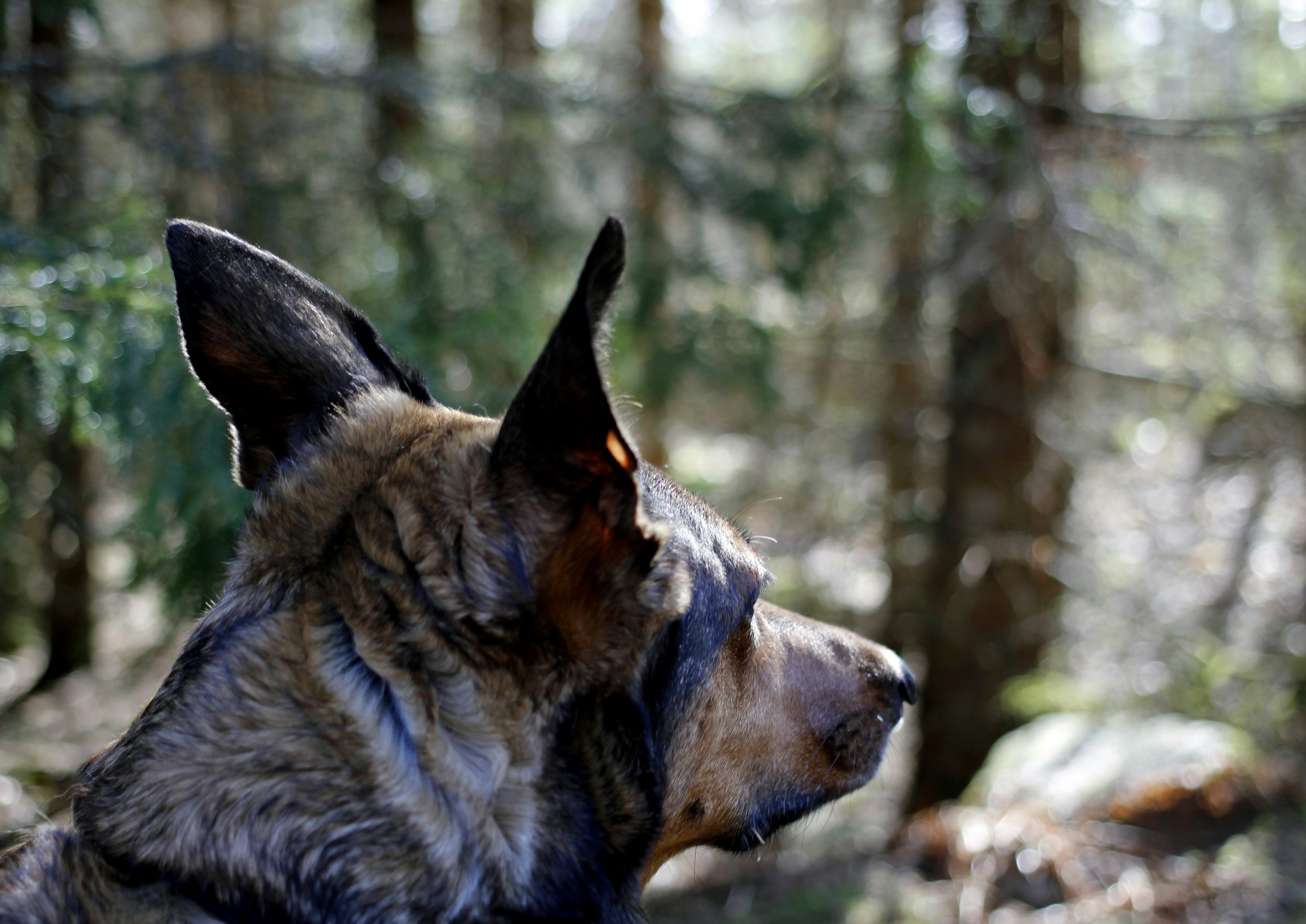 Side Profile in the Pines: A Shepherd’s Quiet Vigil