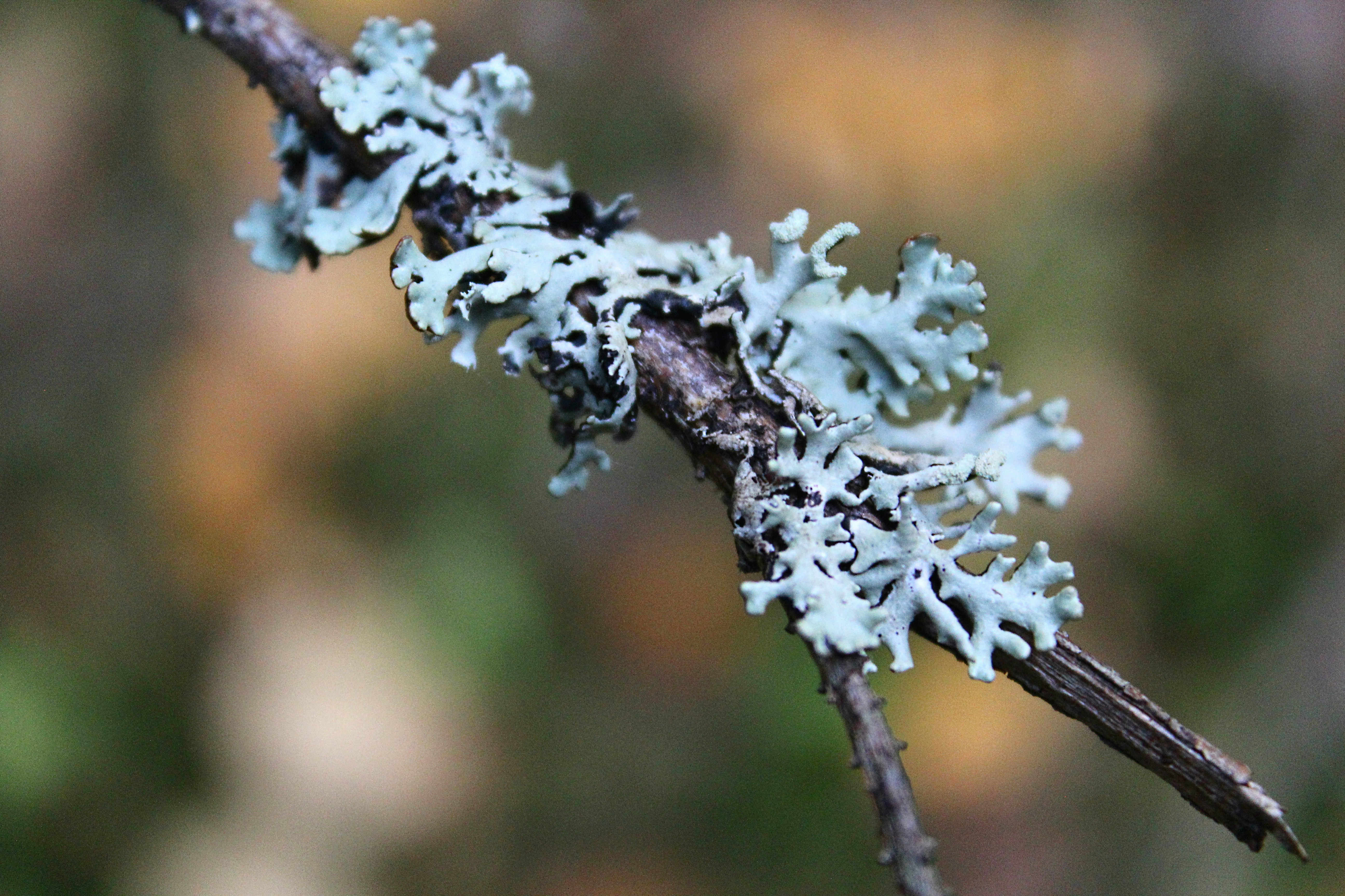 Delicate blue-green lichen clings to a slender twig, showcasing intricate textures against a softly blurred background of autumn hues.