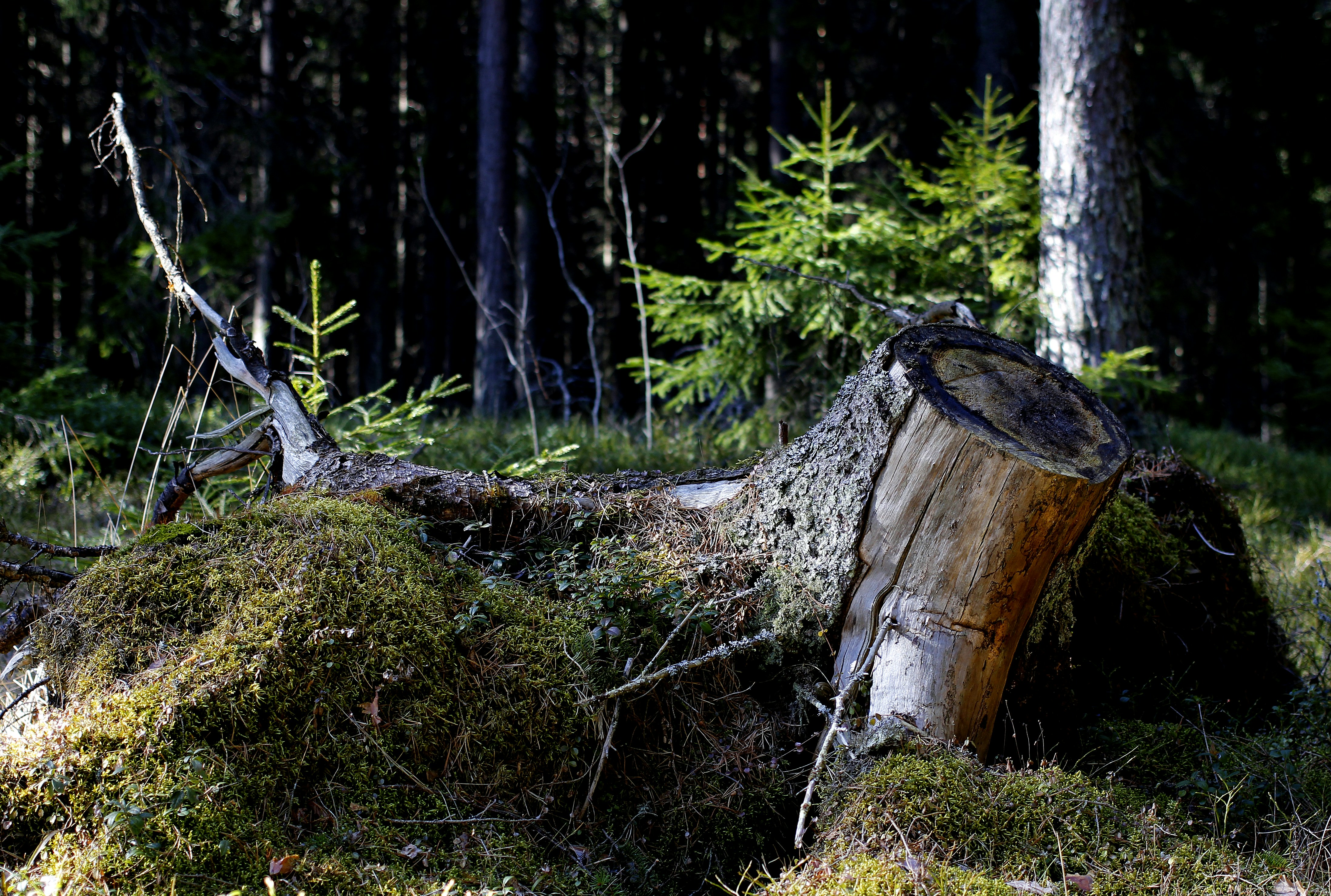 A weathered tree stump surrounded by lush moss and young coniferous plants in a dimly lit forest. The interplay of light and shadow highlights the textures of the wood and foliage.