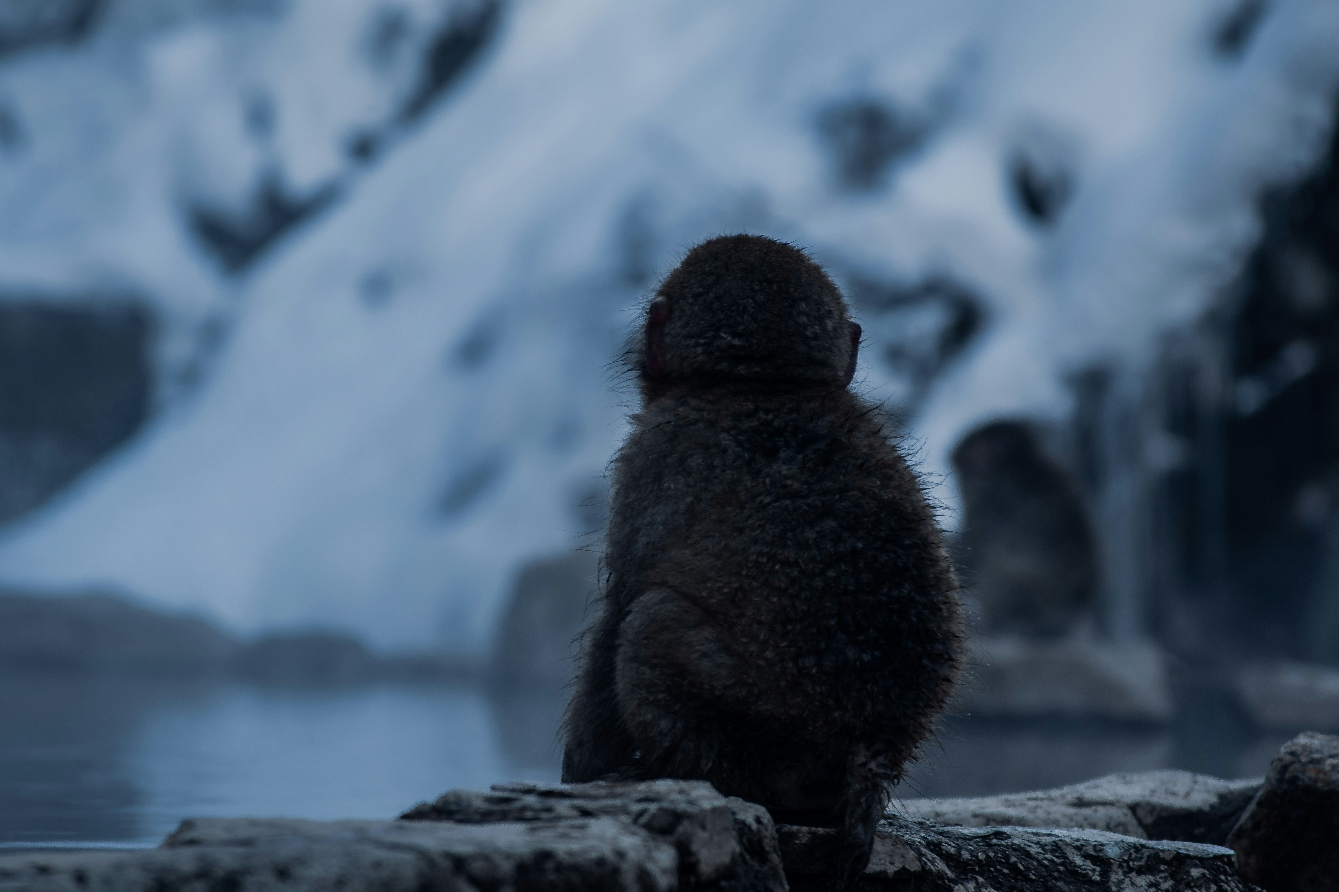  solitary penguin silhouette at the edge of icy waters