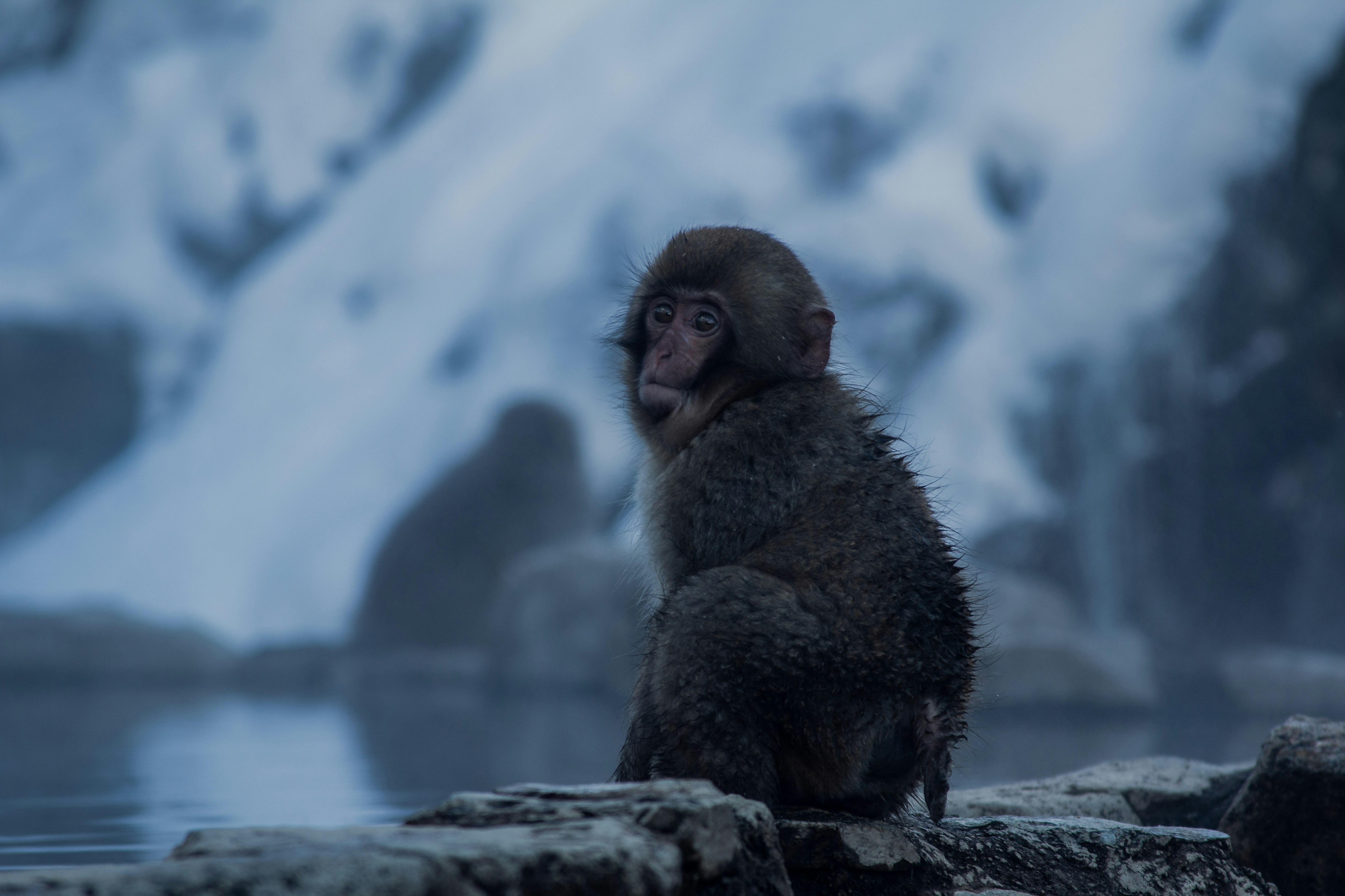 Snowbound Sentinel: The Curious Monkey by Icy Waters