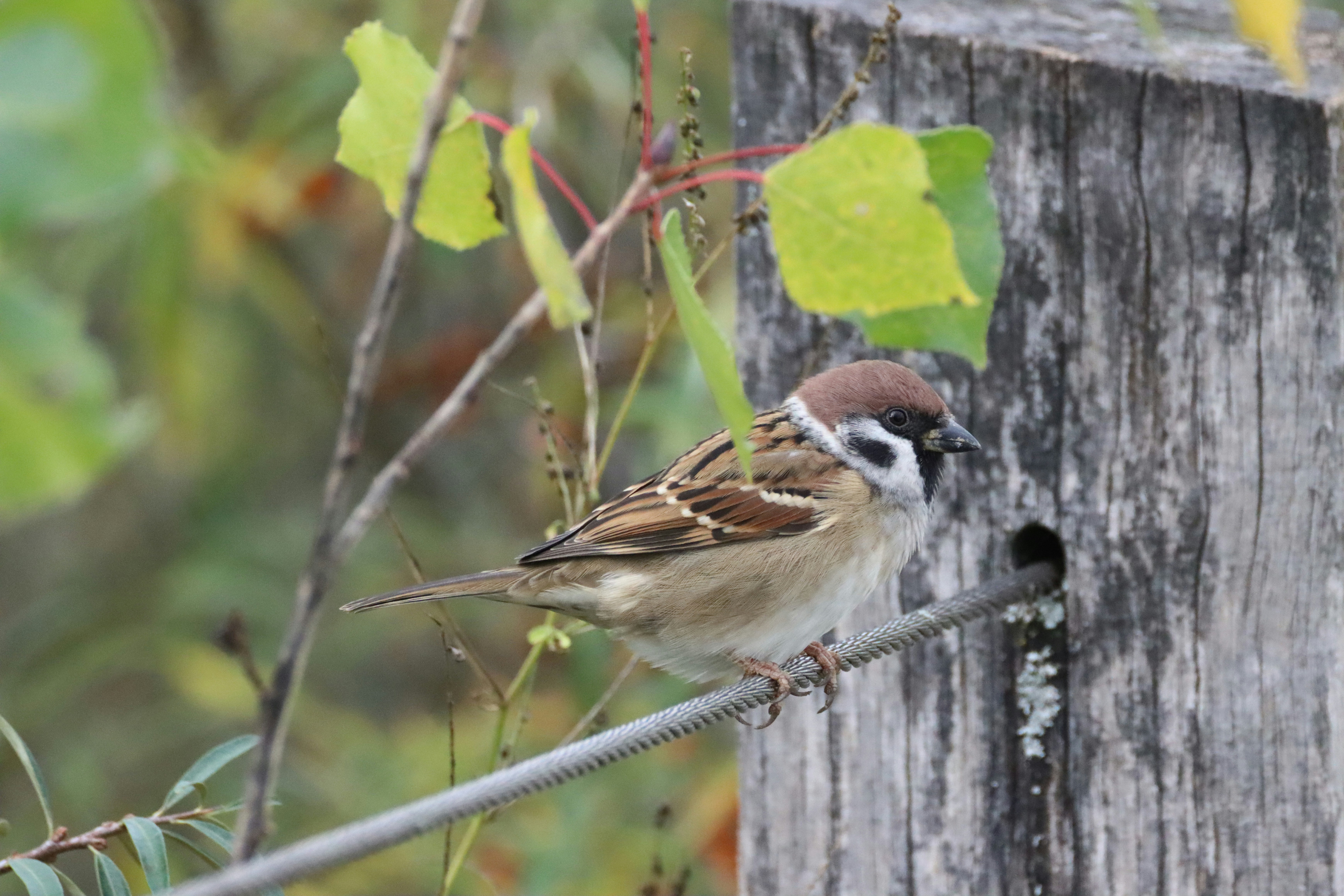 Perched Chickadee at Trough-wood Gate