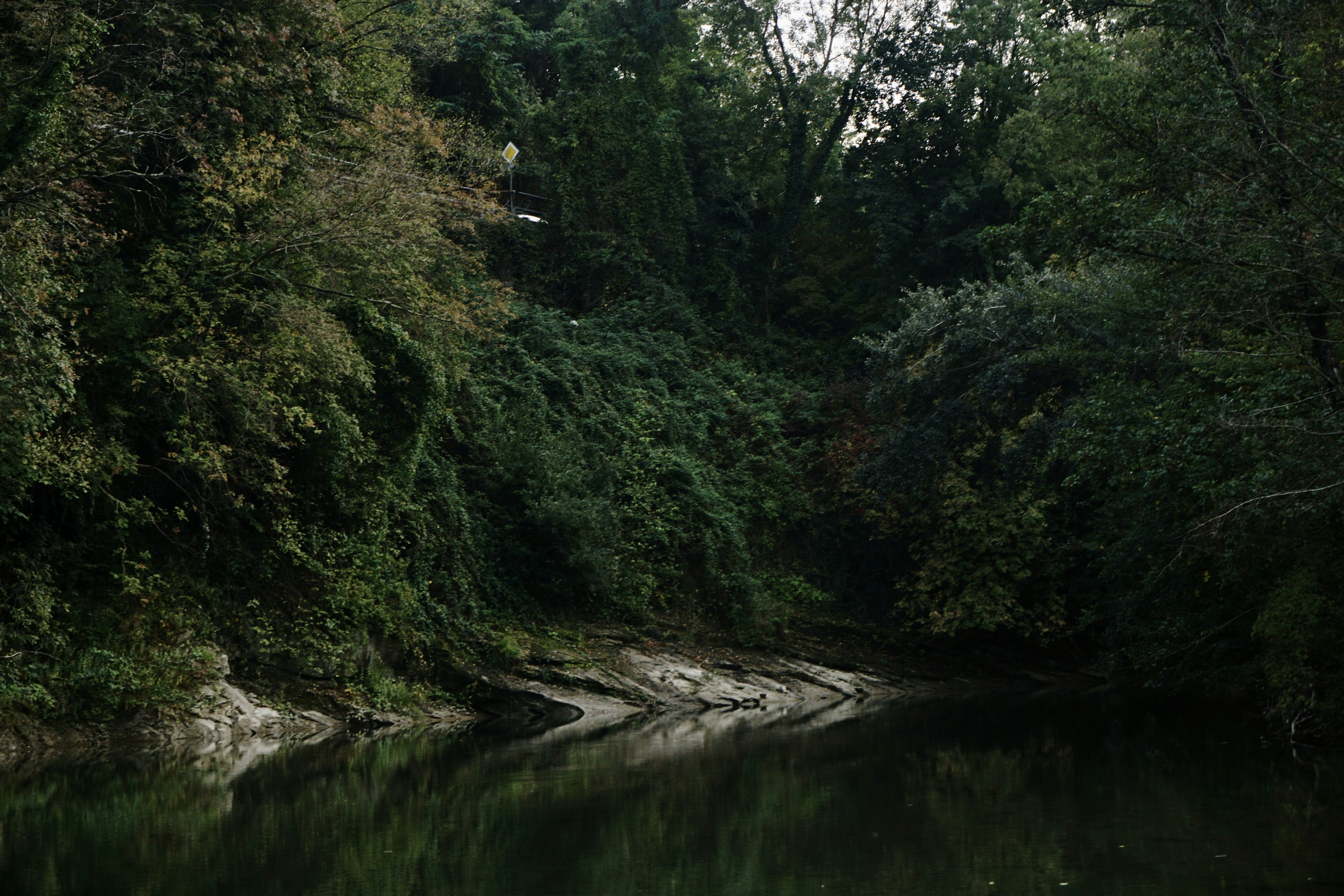 Green trees beside river during daytime photo – Free Forest Image on ...