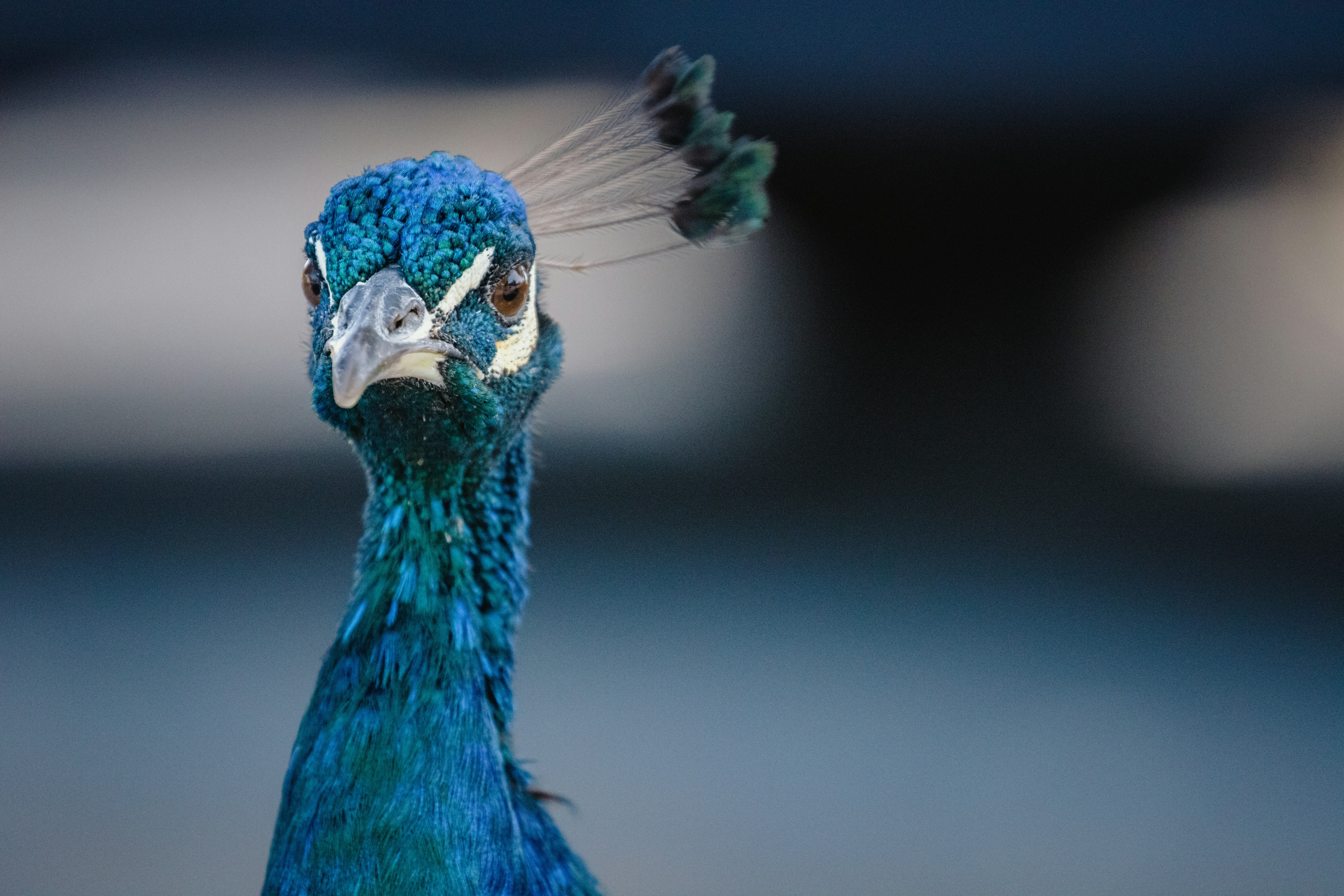 Cobalt Gaze: Peacock Head Portrait Amid Velvet Blur
