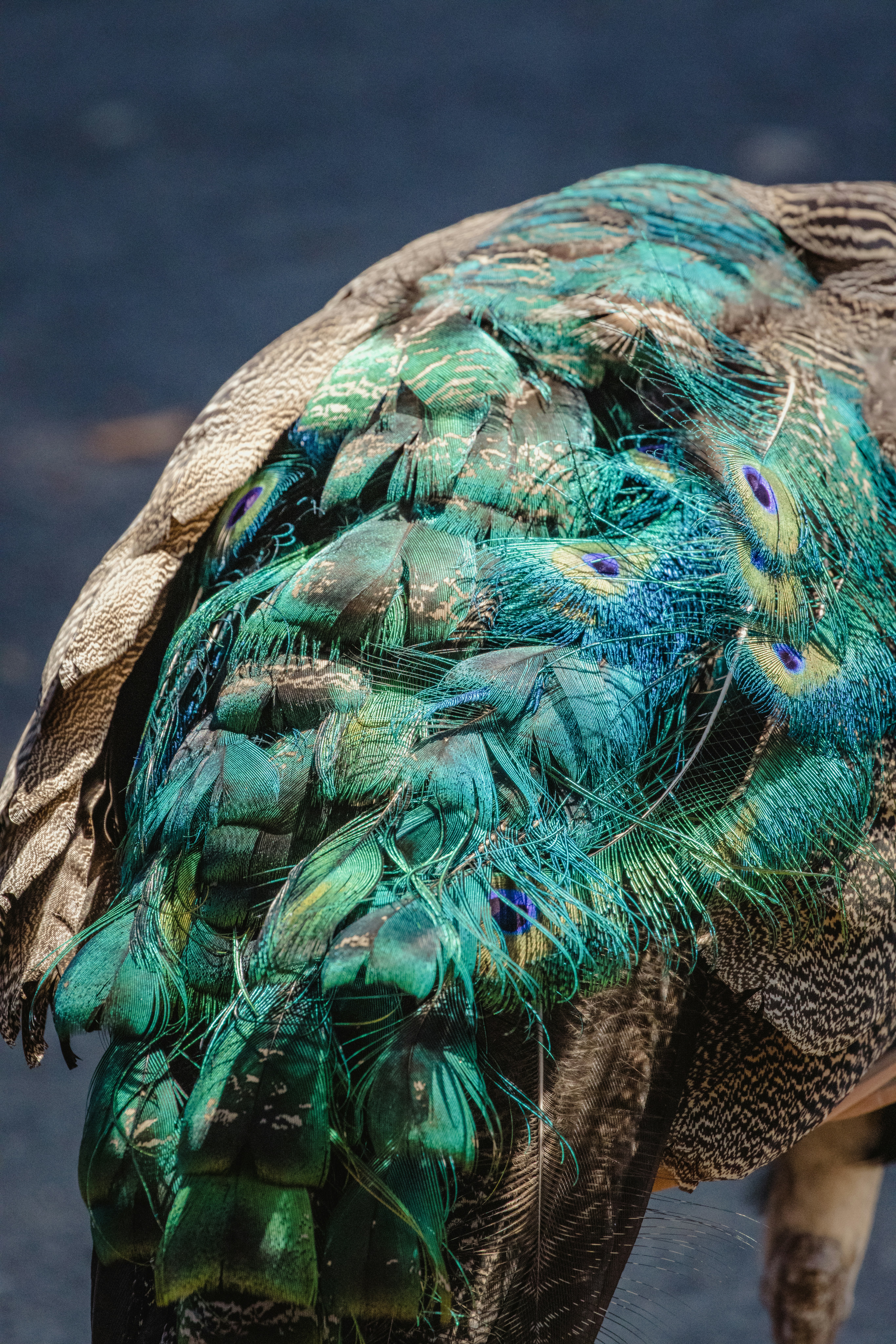 Emerald Mosaic: Close-Up of Peacock Feathers on a Hidden Chest